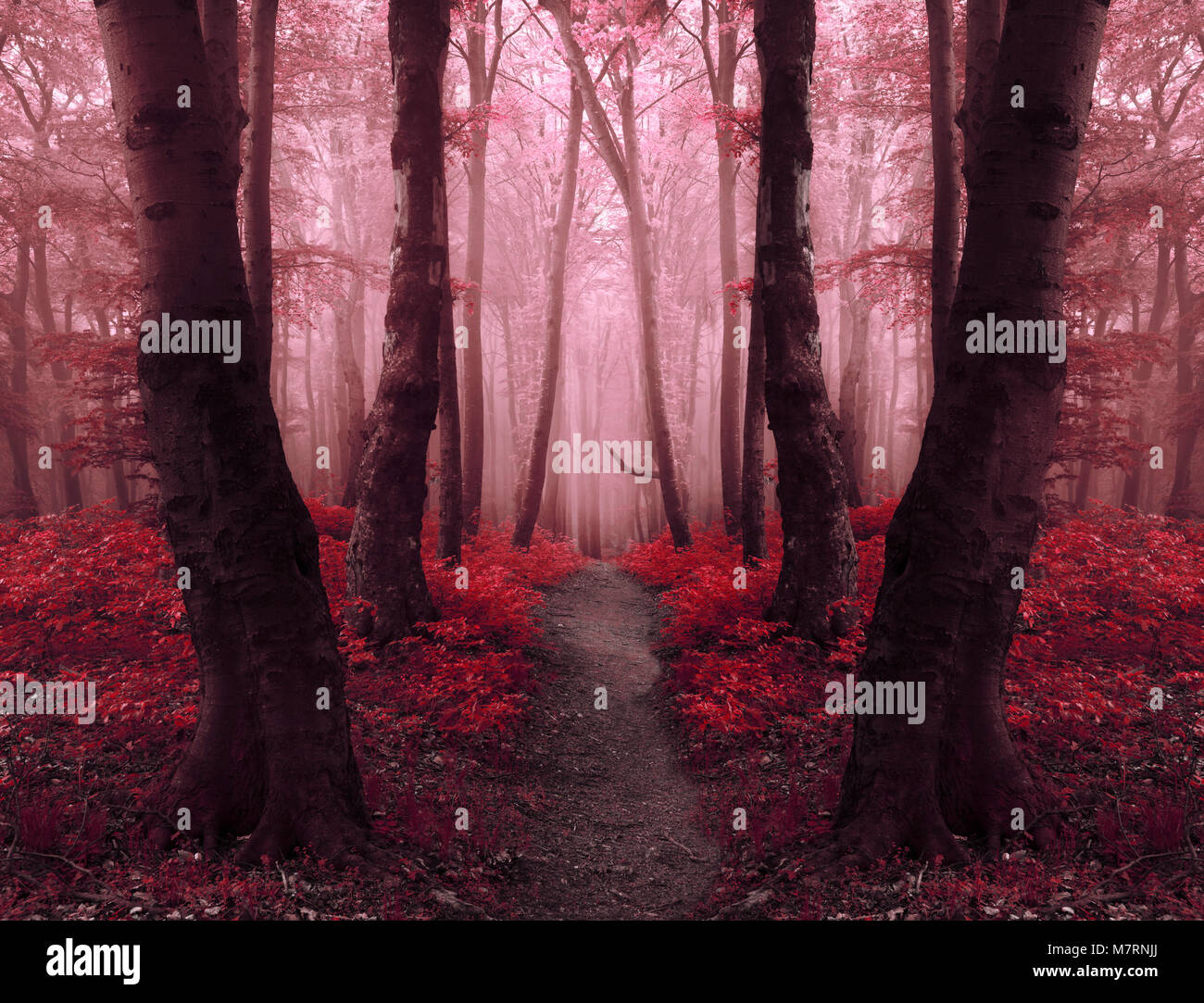 Dreamy red foggy frest with fairy tale trail Stock Photo - Alamy