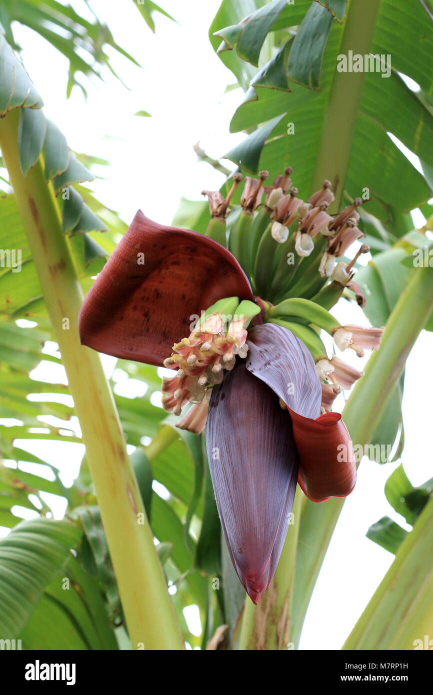 Banana flower hi-res stock photography and images - Alamy