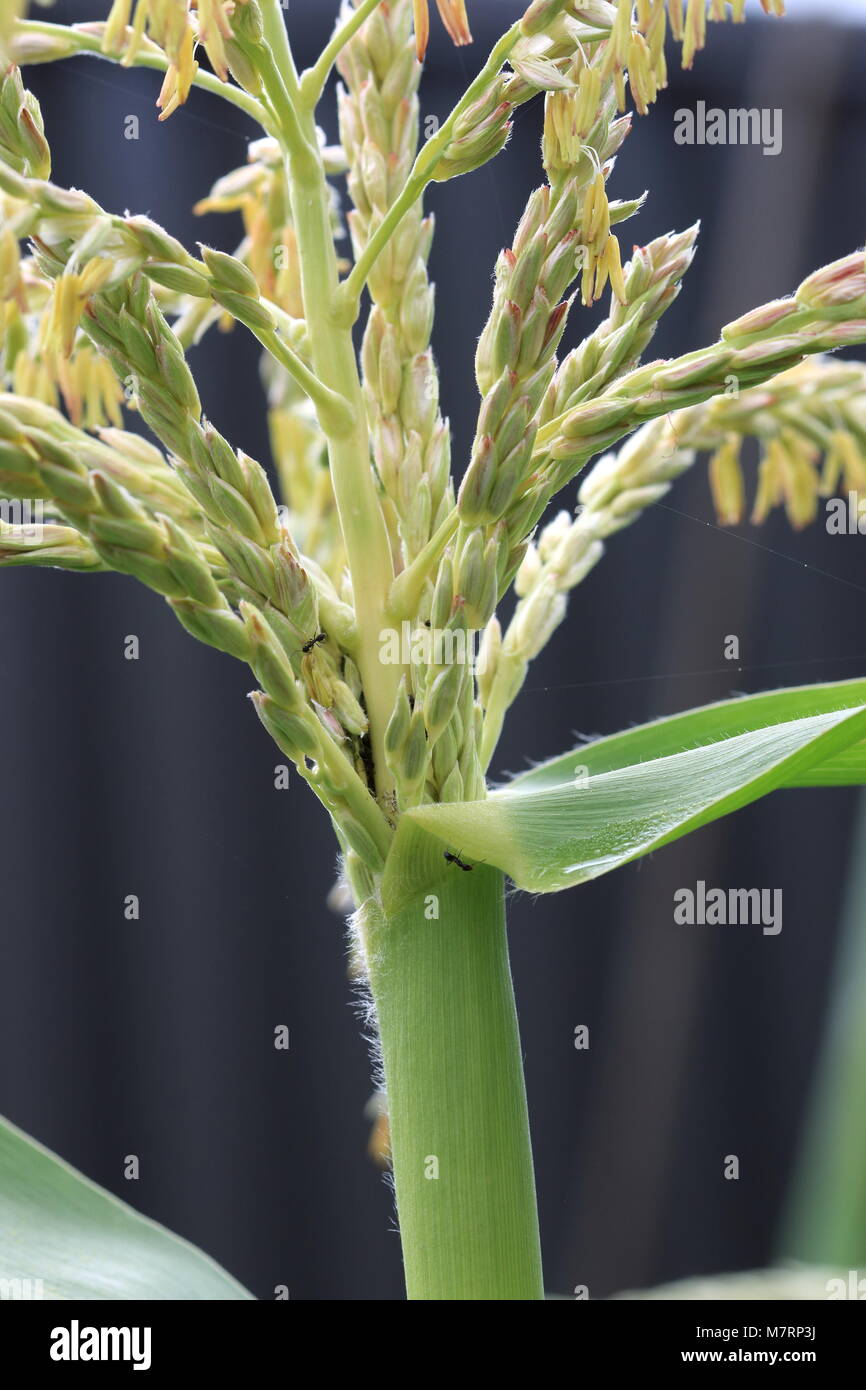Corn stamen hi-res stock photography and images - Alamy