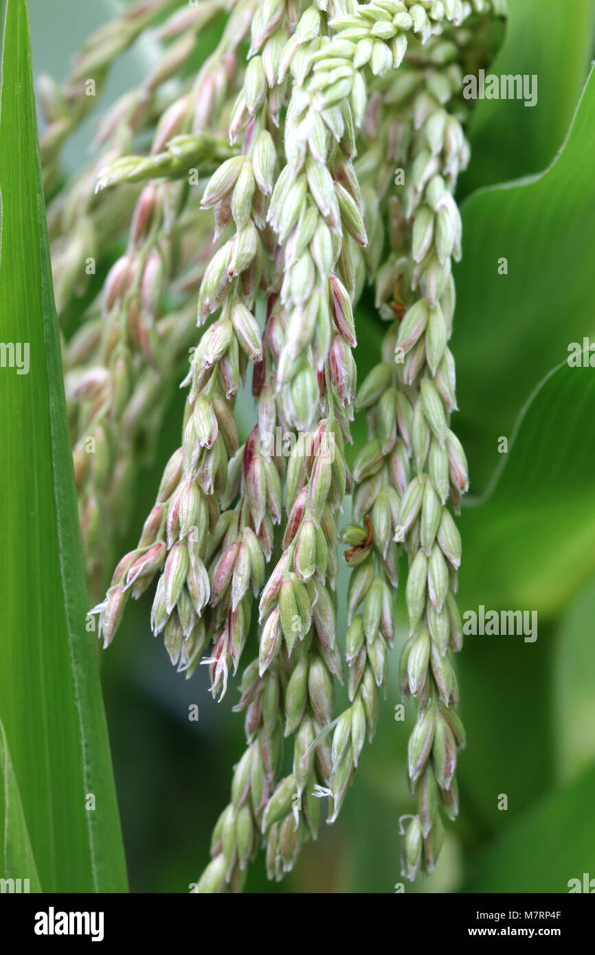 Corn pollination hi-res stock photography and images - Alamy