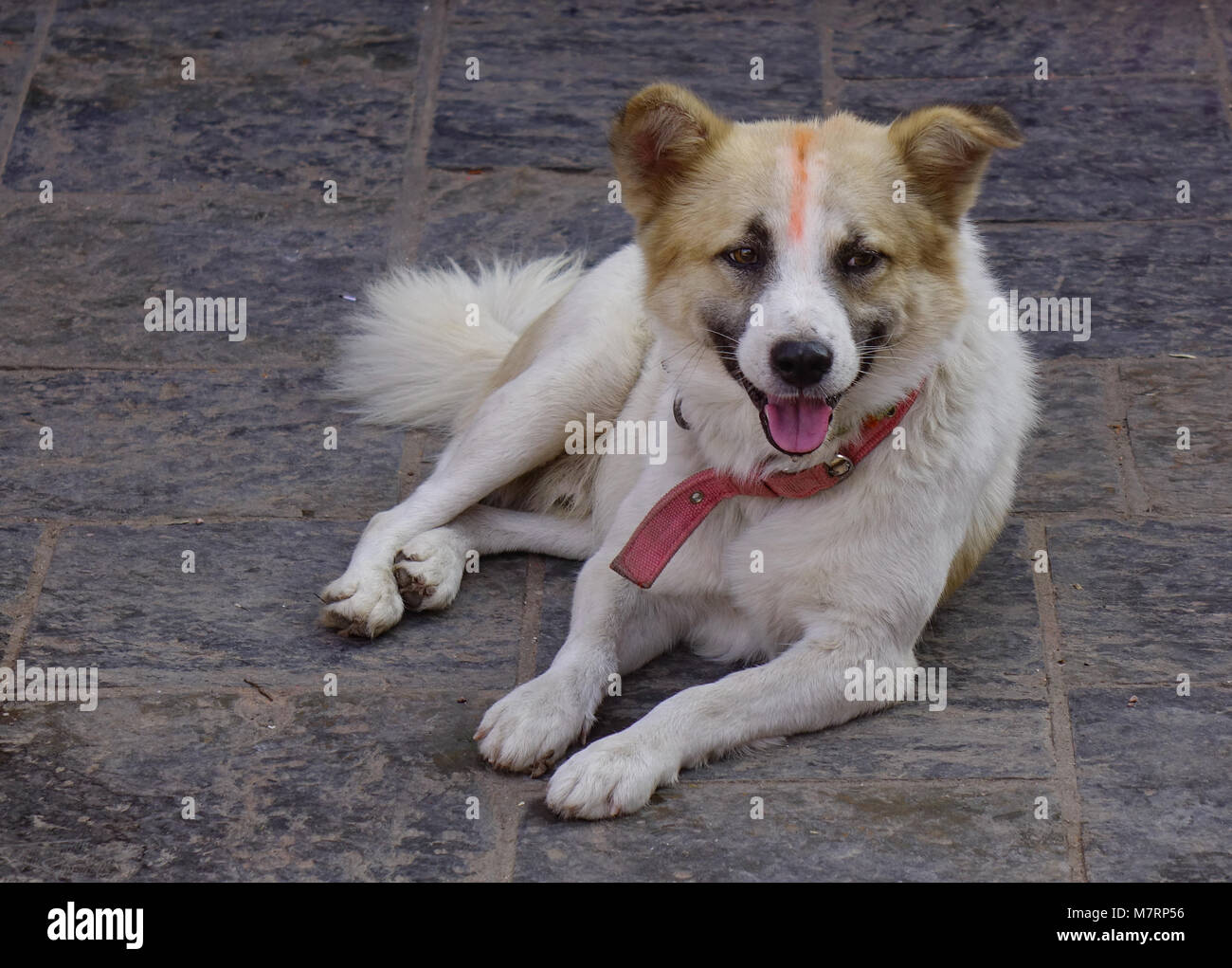Nepal animal dog canine hi-res stock photography and images - Alamy