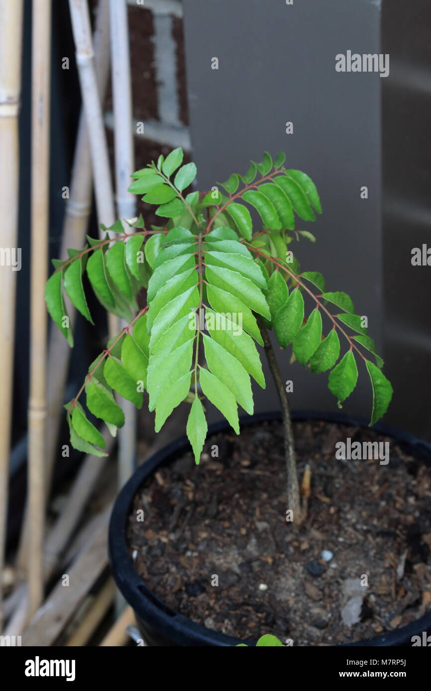 Growing Curry Plant High Resolution Stock Photography and Images - Alamy