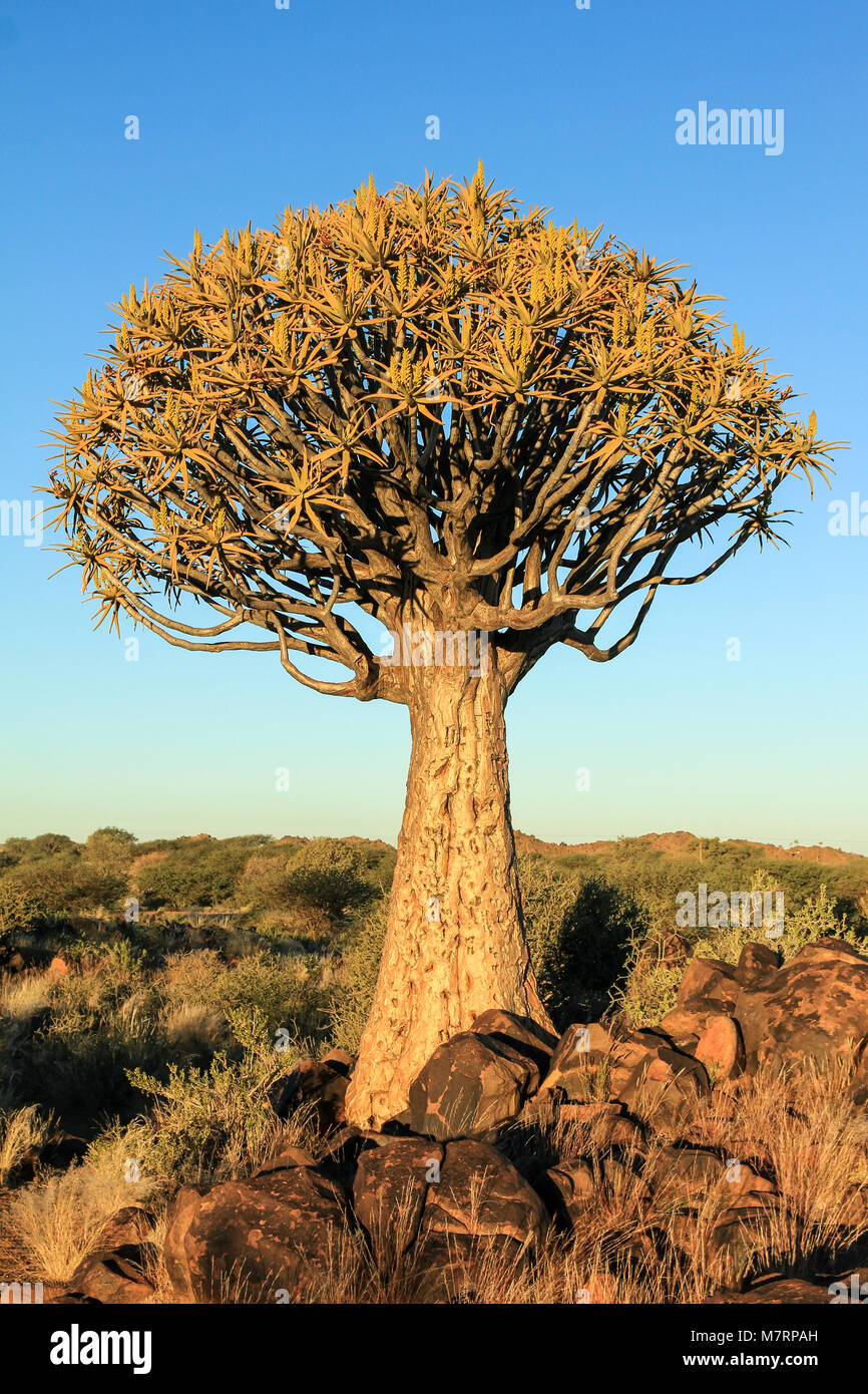 Quiver tree shadow hi-res stock photography and images - Alamy