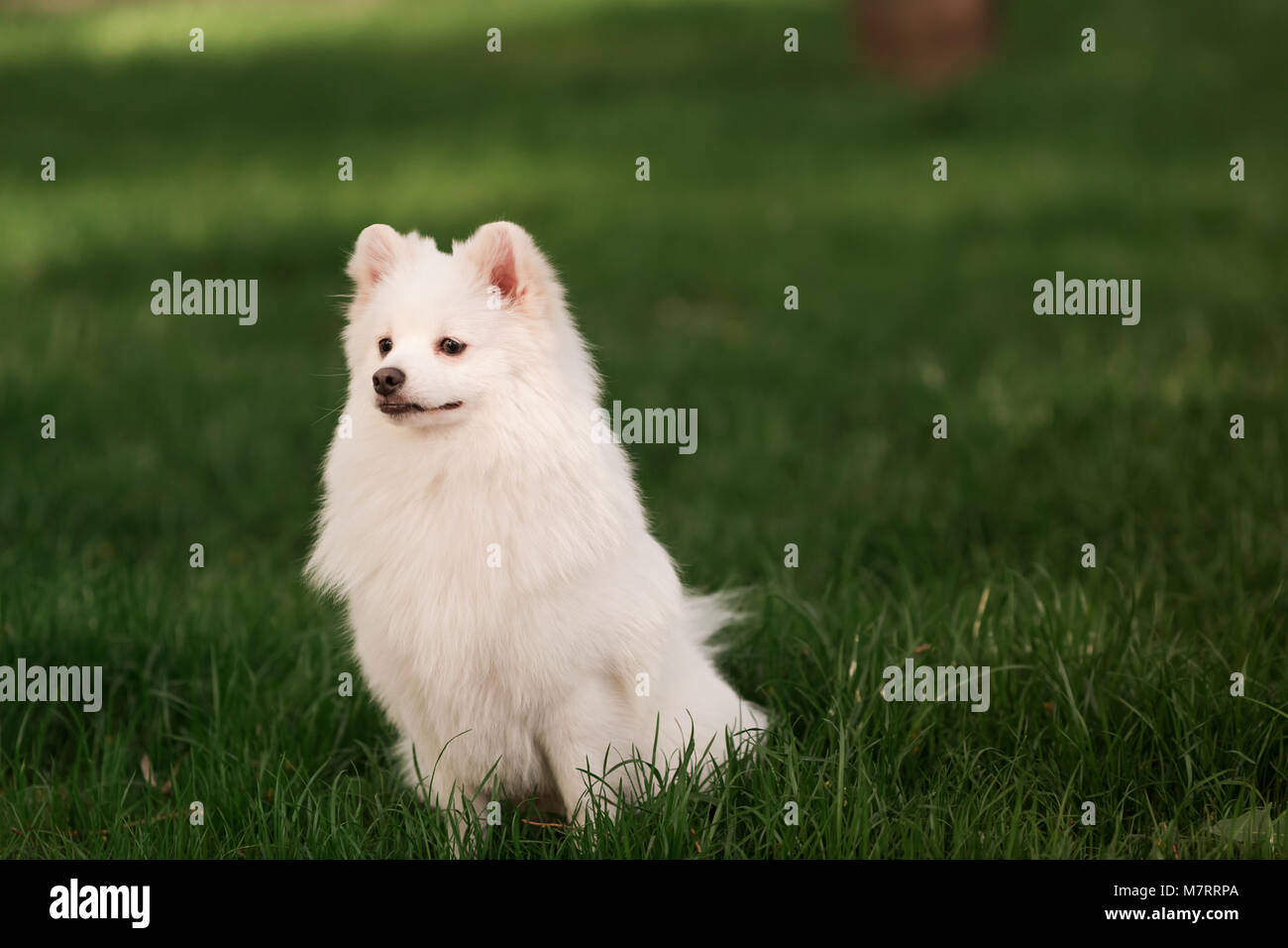 Cute white spitz dog on the green grass outdoor Stock Photo - Alamy
