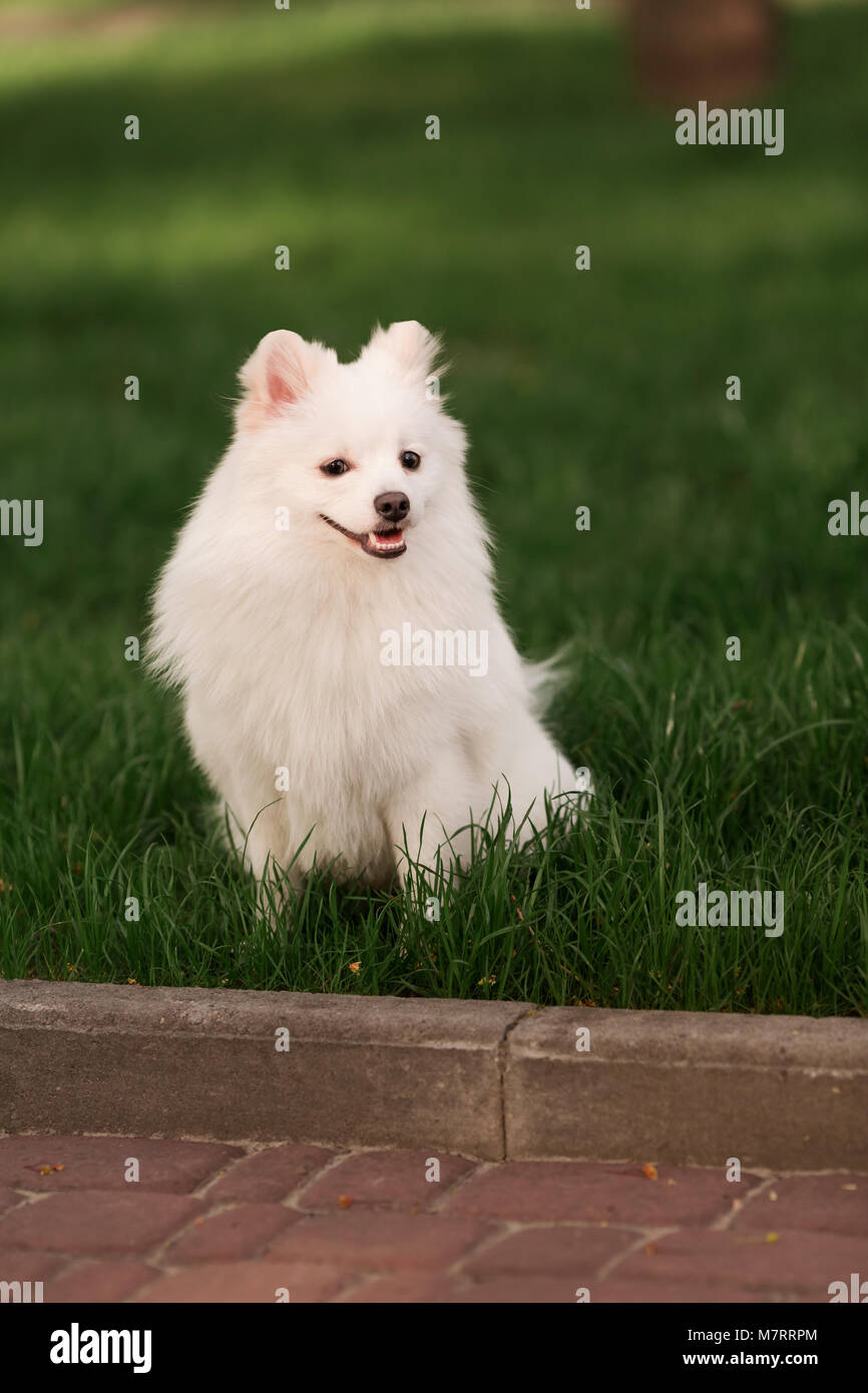 Cute white spitz dog on the green grass outdoor Stock Photo - Alamy