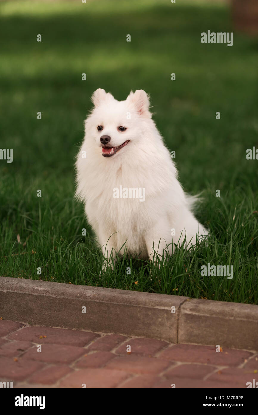 Cute white spitz dog on the green grass outdoor Stock Photo - Alamy