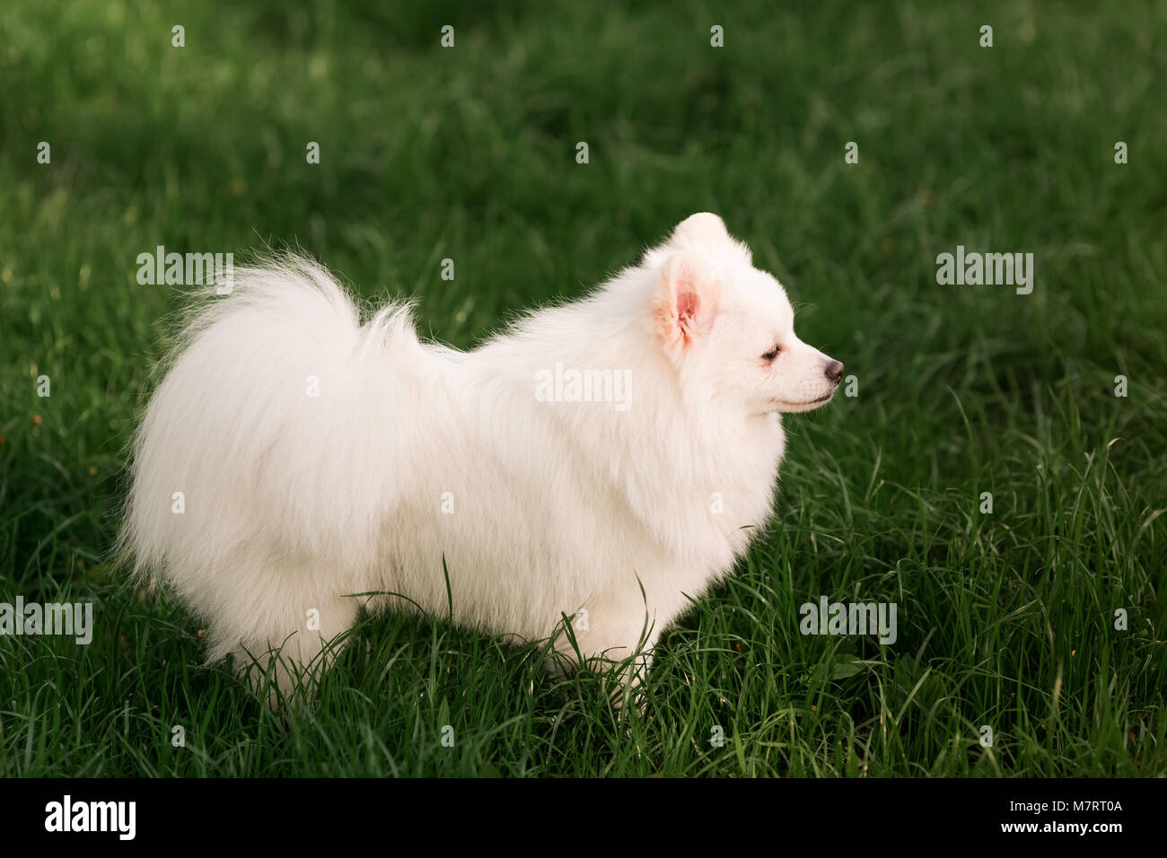 Cute white spitz dog on the green grass outdoor Stock Photo - Alamy