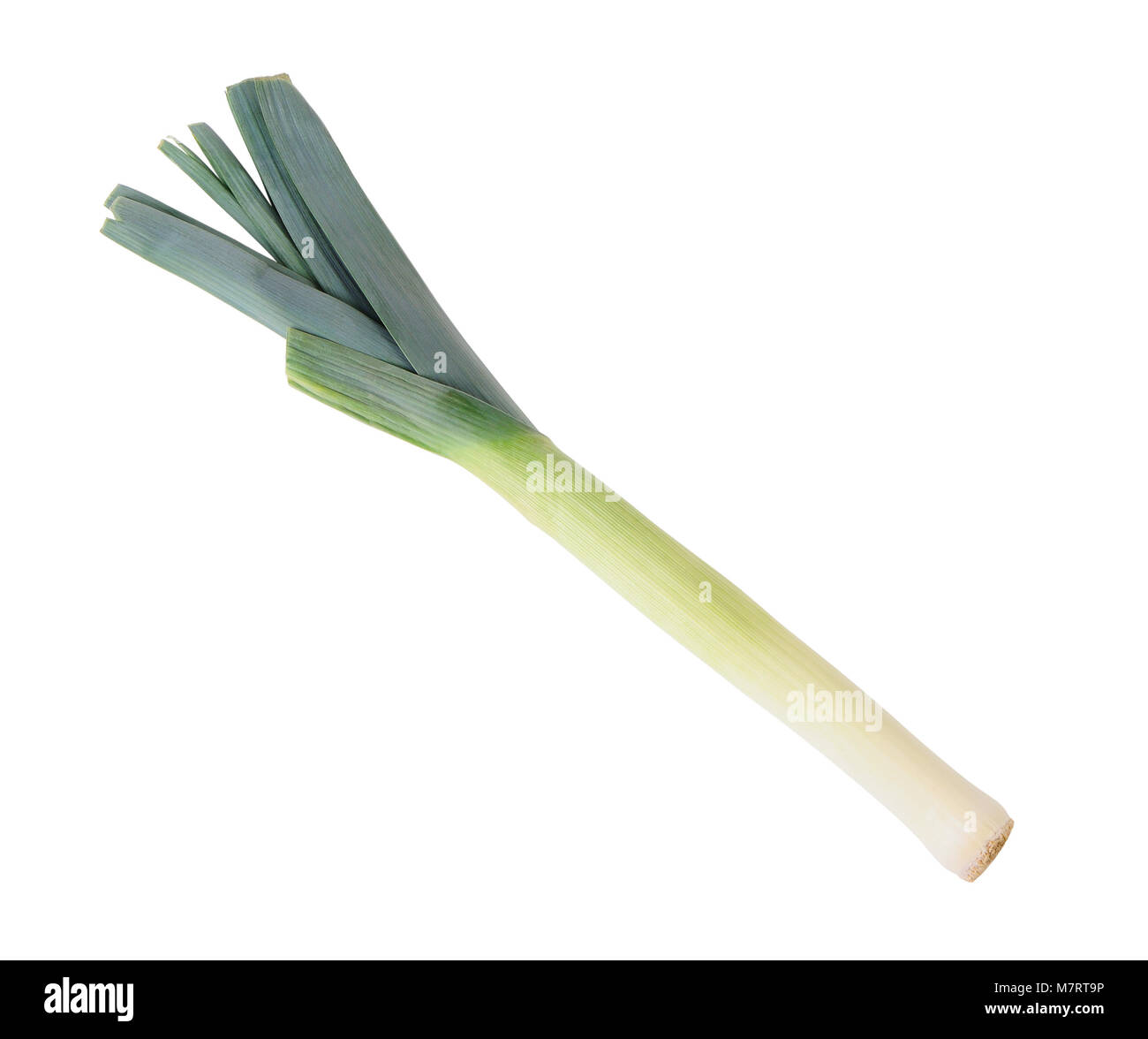 Leek isolated on a white background Stock Photo - Alamy