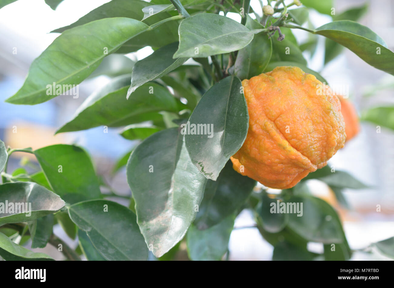 Citrus mandarin with thick skin on a green branch Stock Photo - Alamy