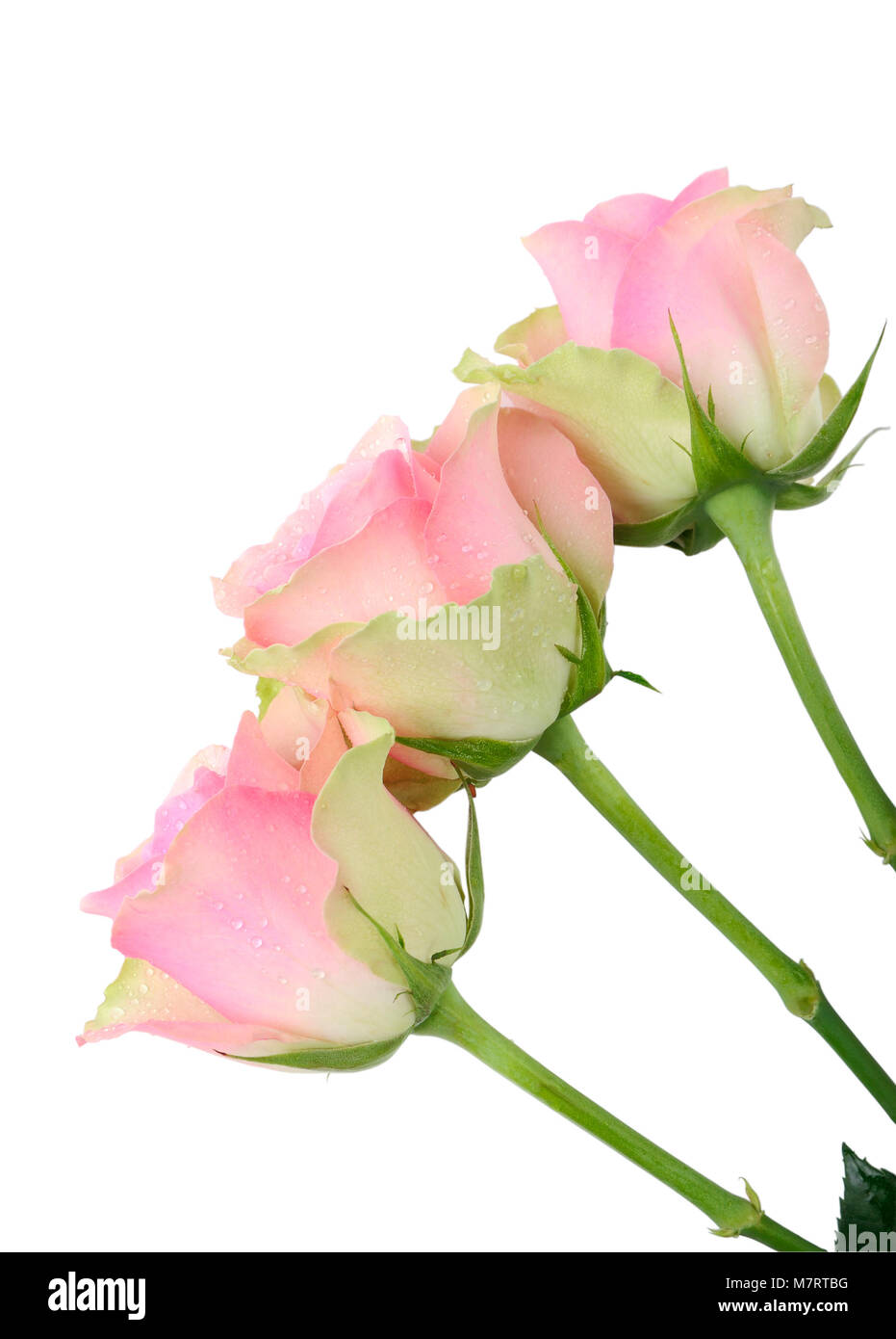Wet Pink Roses High Resolution Stock Photography and Images - Alamy