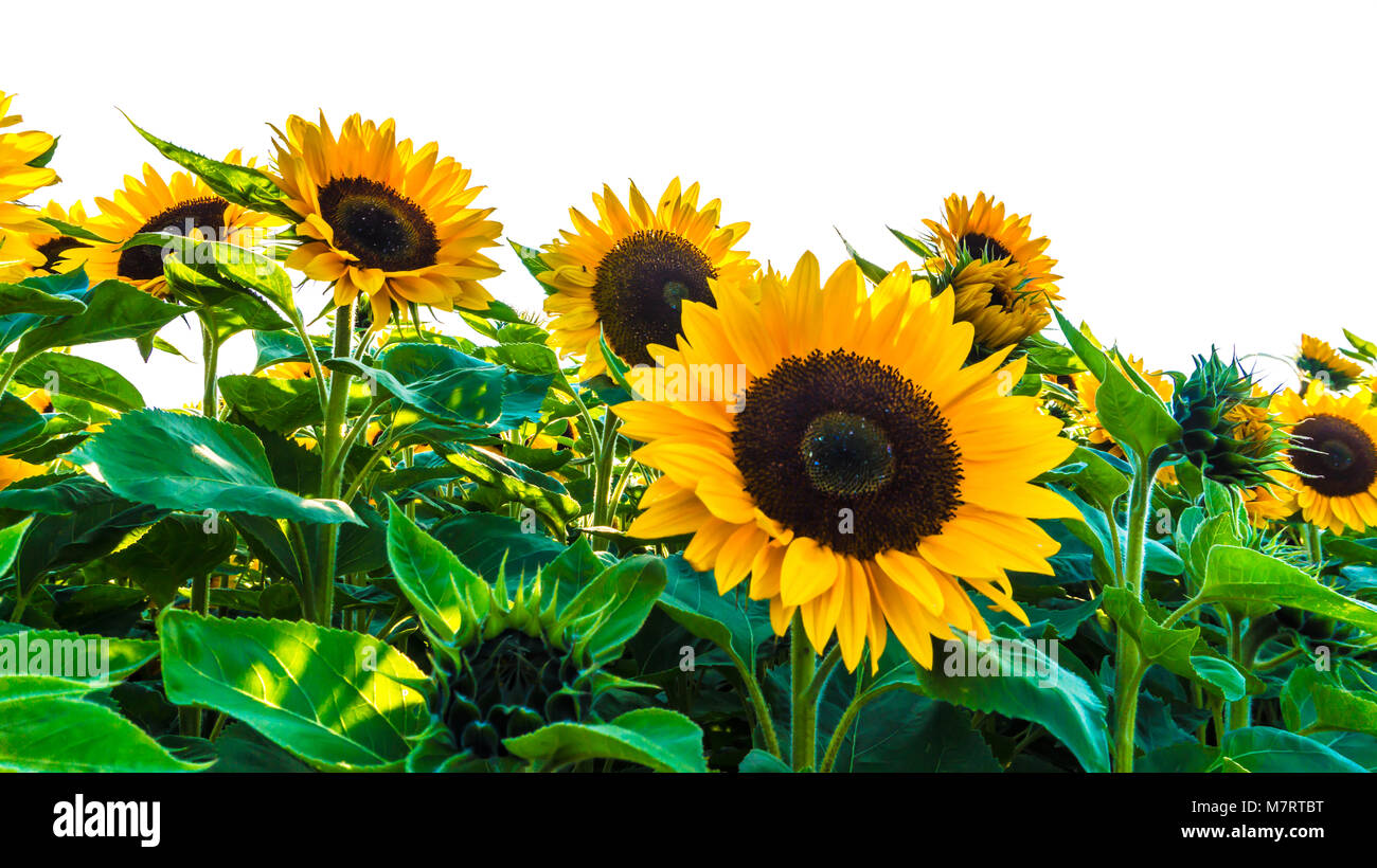 Sunflower Field Backgrounds