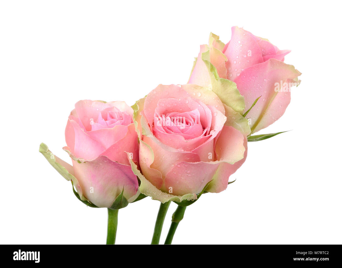 Three wet pink roses isolated on white Stock Photo - Alamy