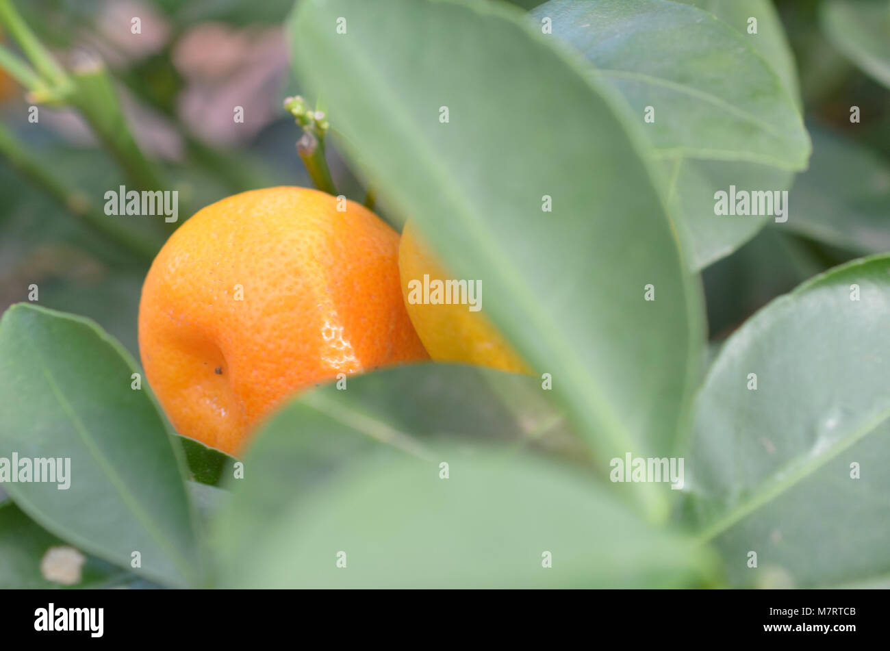 Juicy ripe mandarin on a branch with green leaves Stock Photo - Alamy