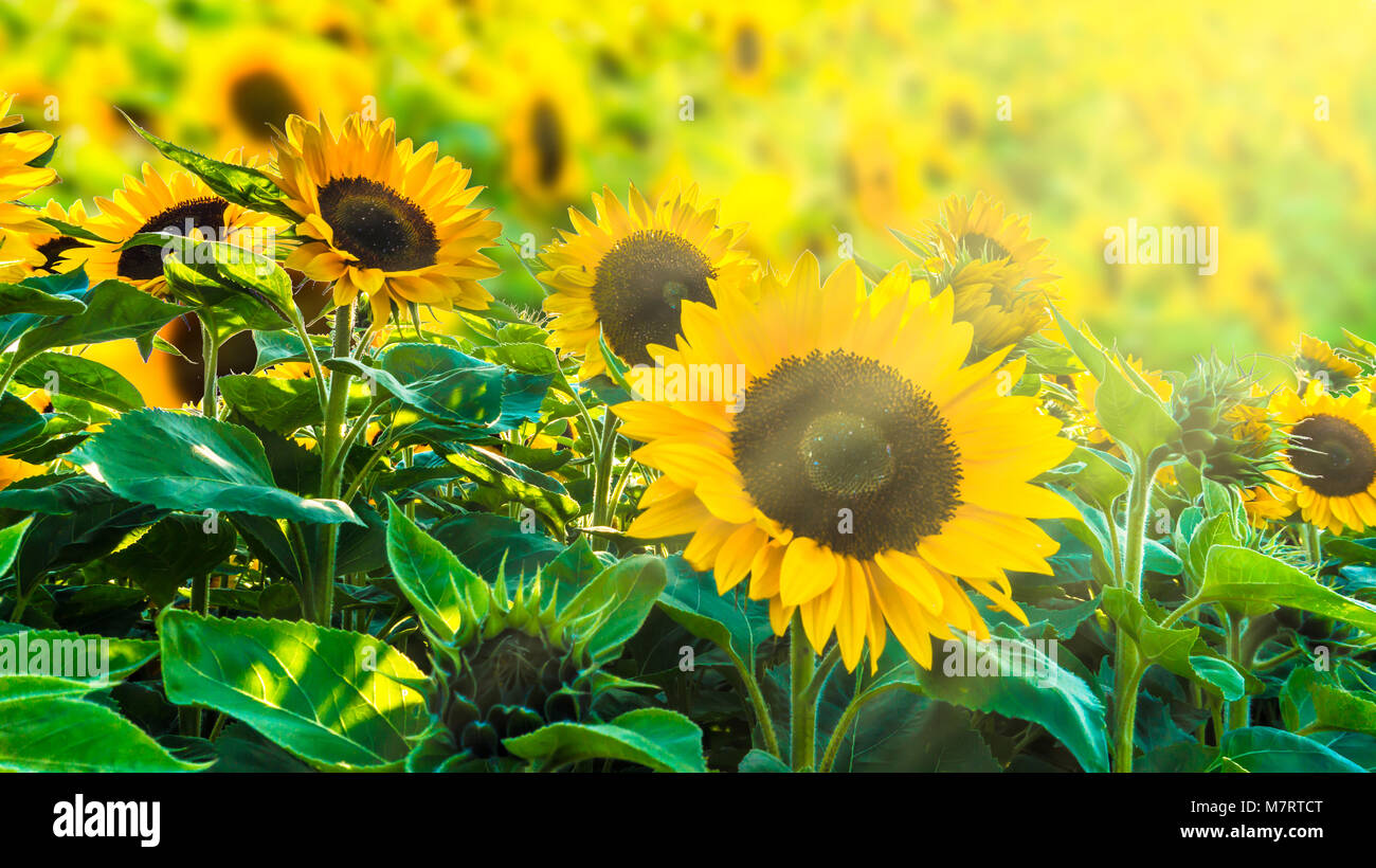 Sunflower in sunshine hi-res stock photography and images - Alamy