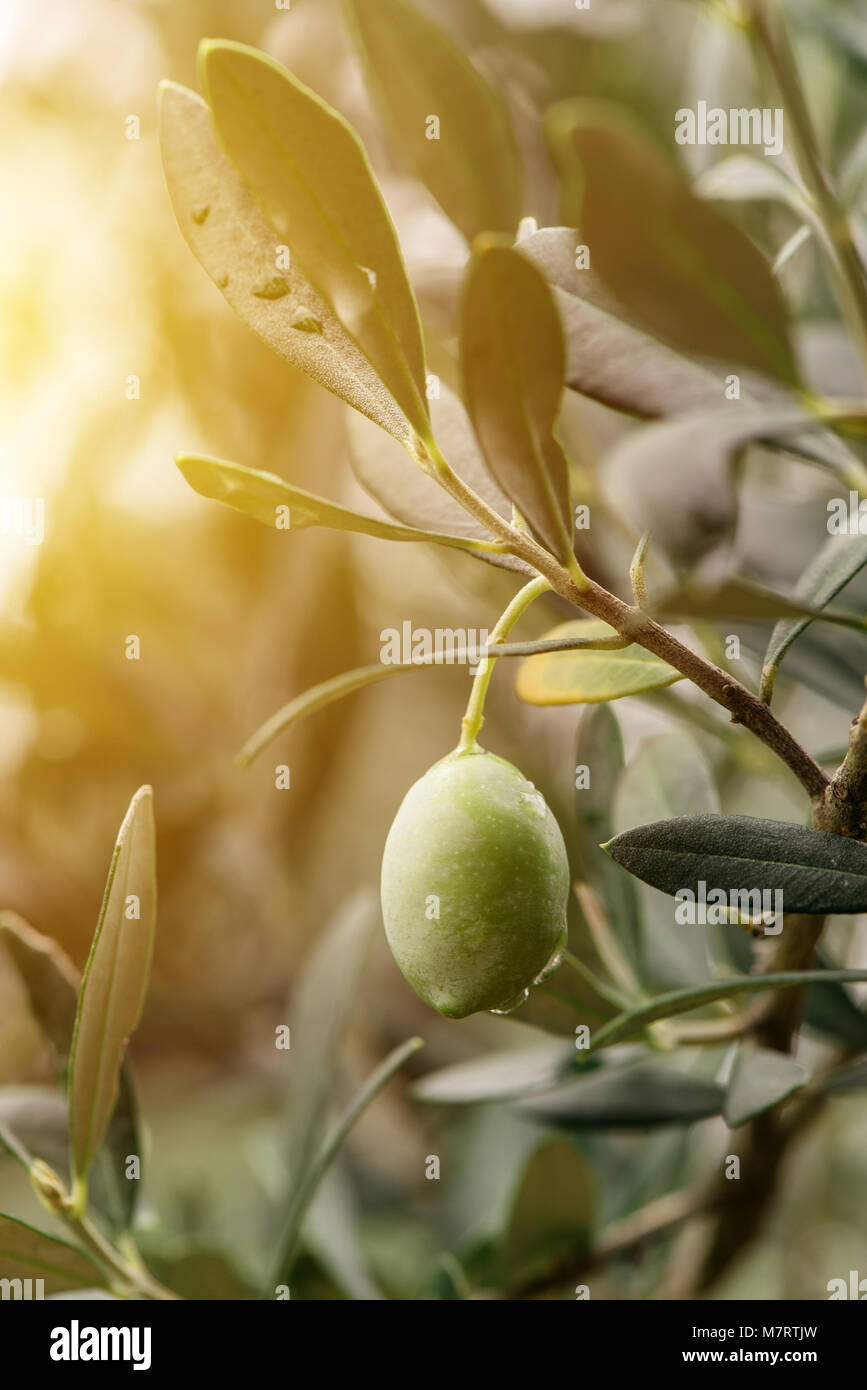 Olive tree in olive orchard hi-res stock photography and images - Alamy