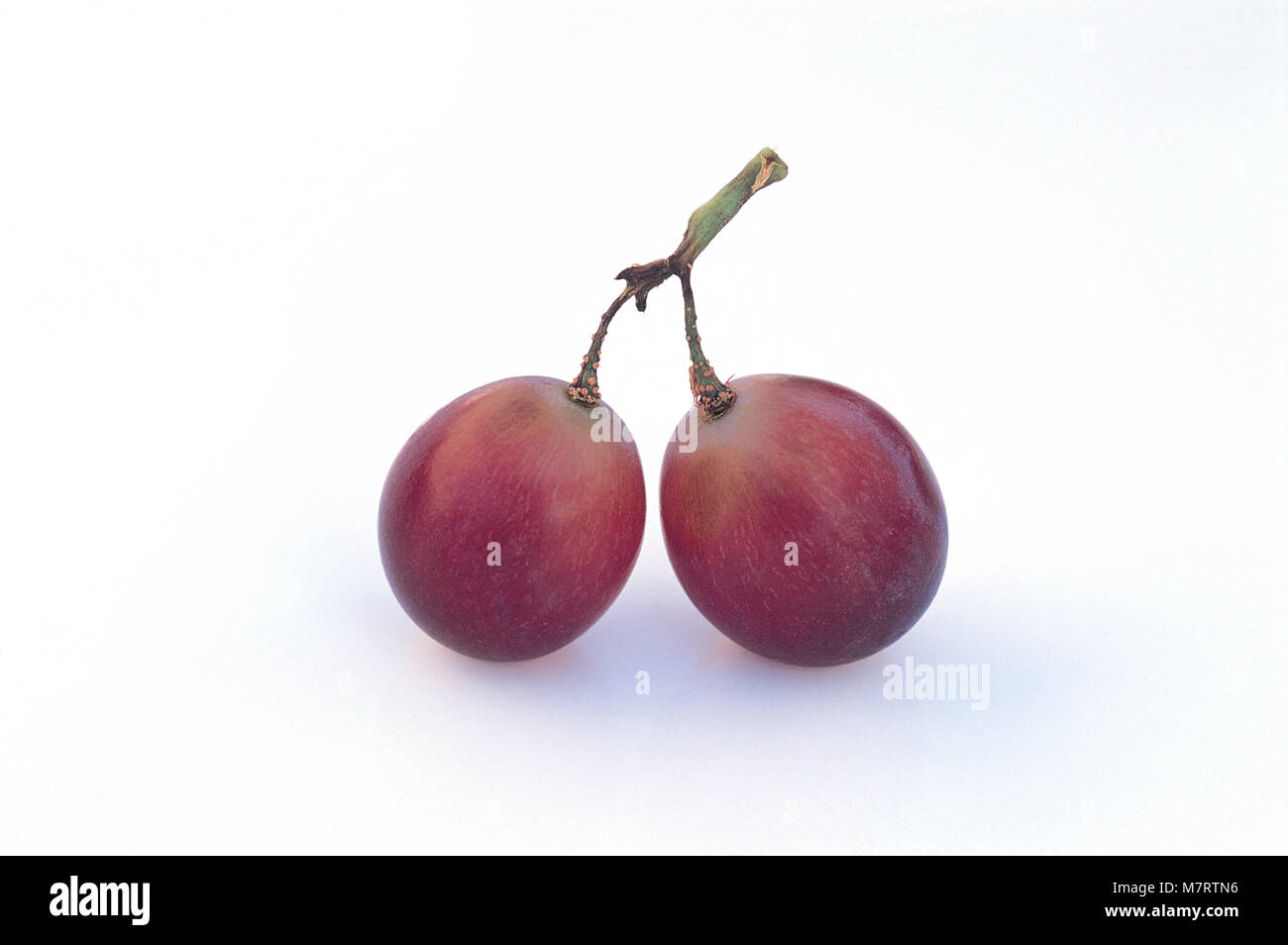 Two red grapes on a stalk in soft light against a white background ...