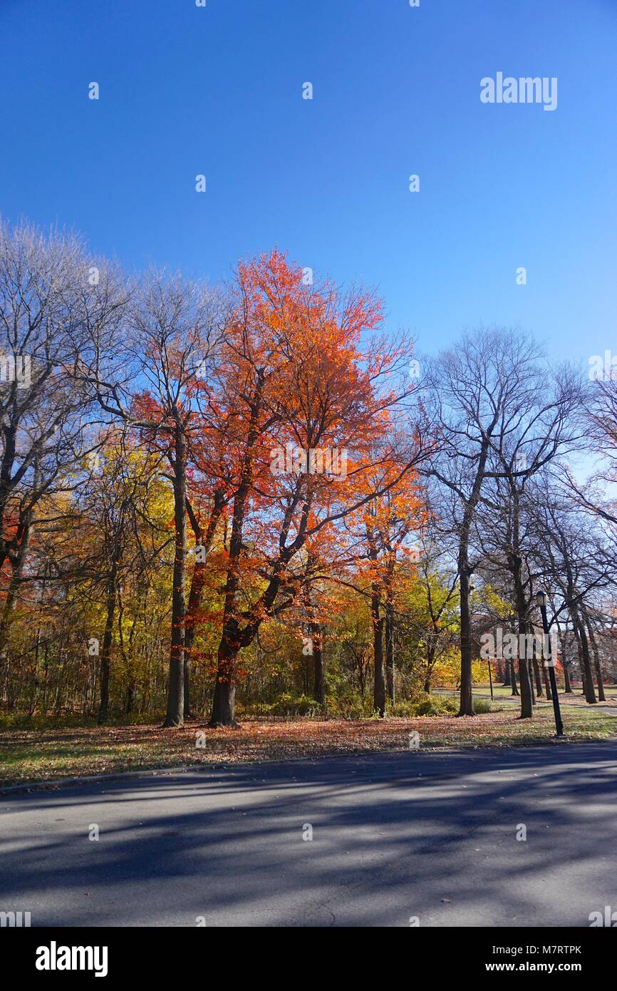 Pelham Bay Park, The Bronx, New York, NY, USA: Trees in fall foliage on ...