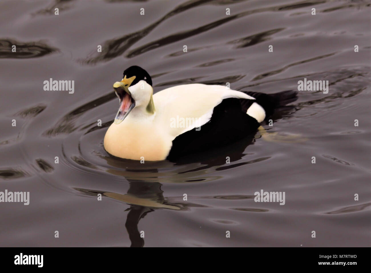 An Eider Duck calling Stock Photo - Alamy