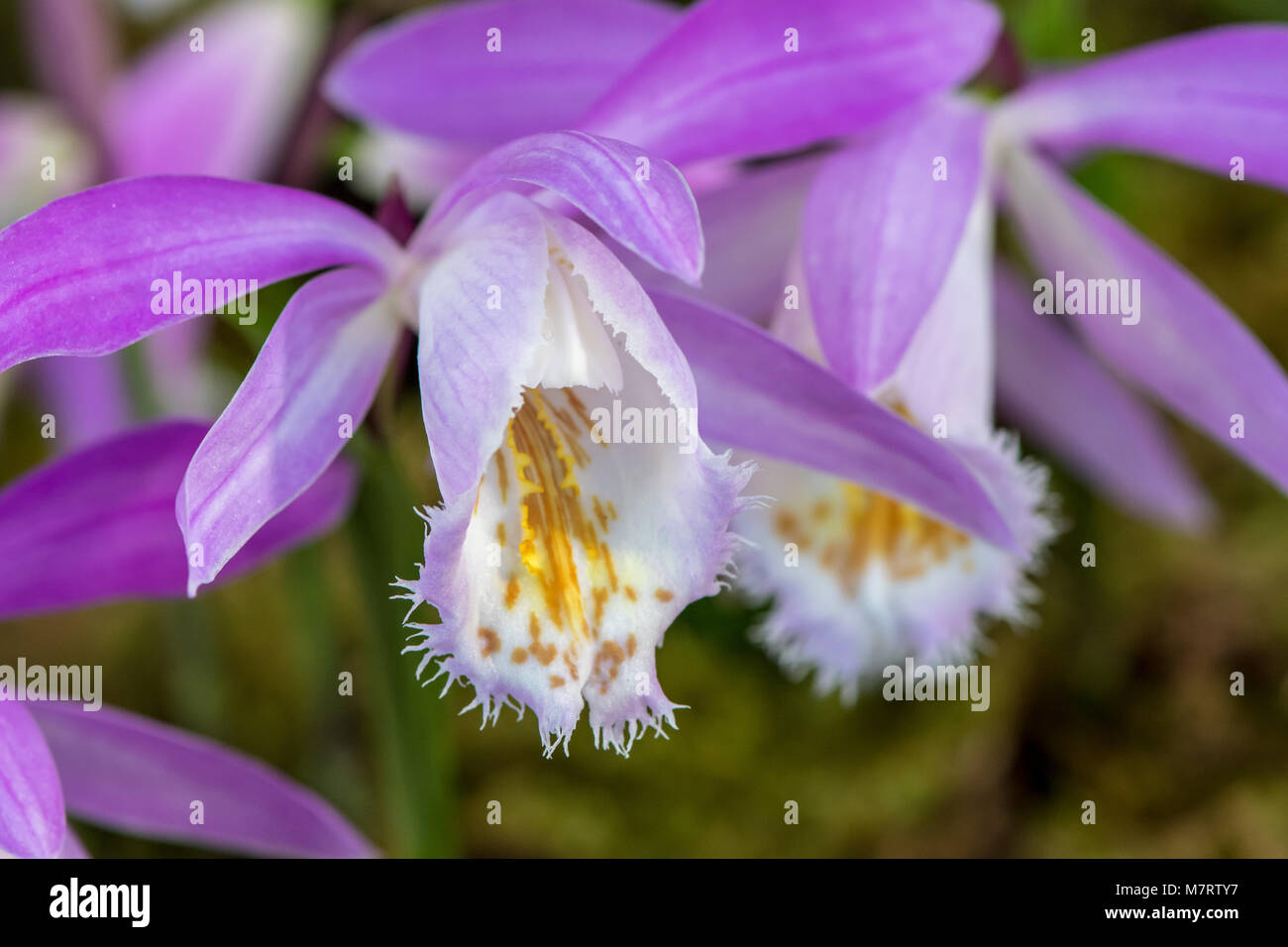 Lady slipper orchid (Cypripedioideae Stock Photo - Alamy