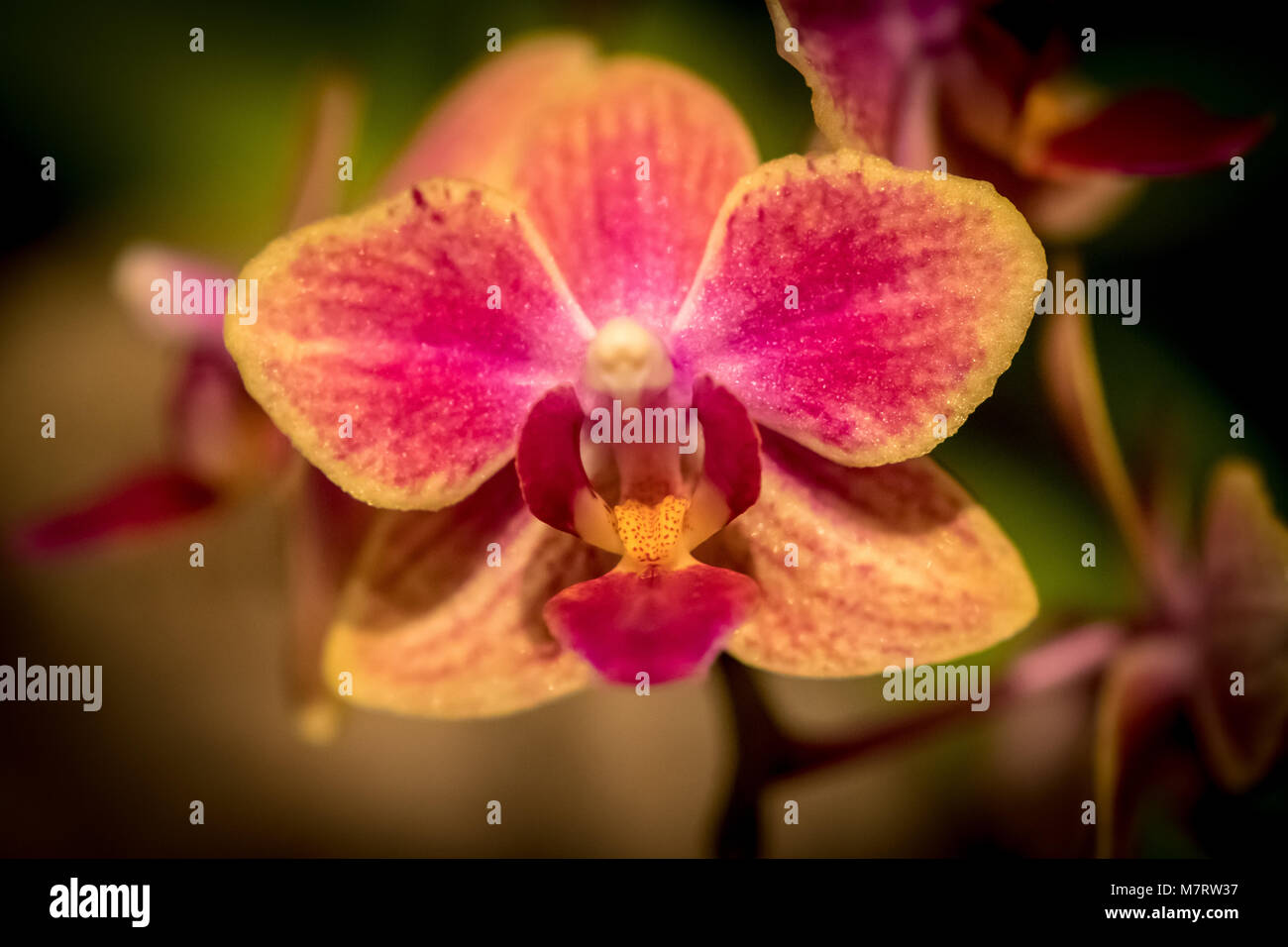 Phalaenopsis labellum hi-res stock photography and images - Alamy