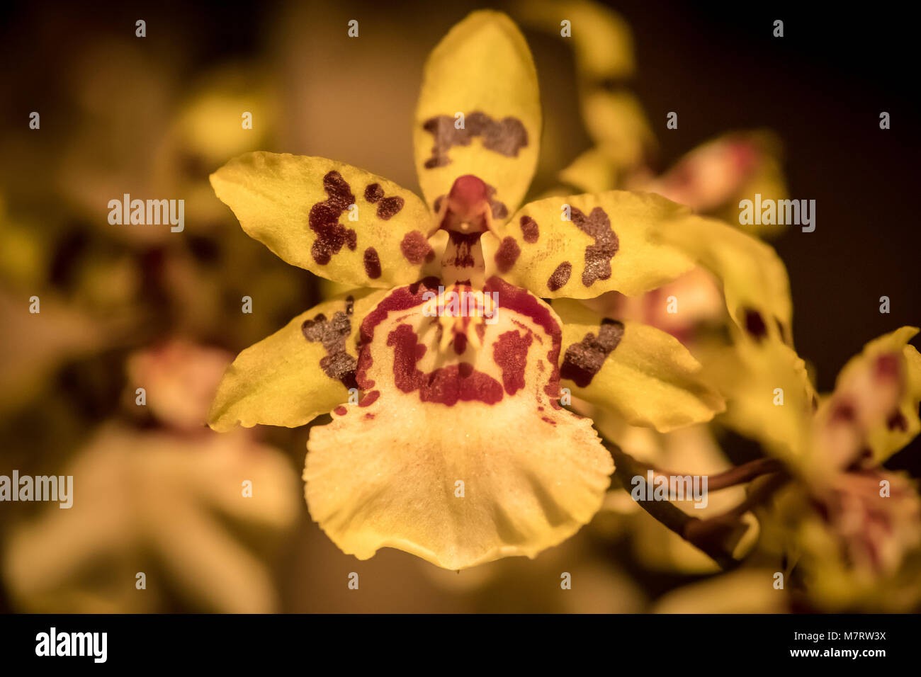Flowers with bilateral symmetry hi-res stock photography and images - Alamy