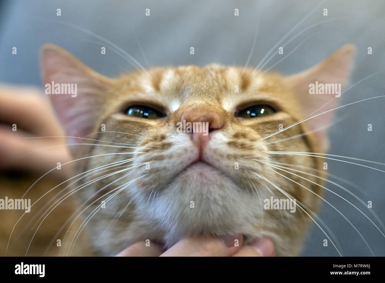 macro photo of the face of the young red tabby Stock Photo - Alamy