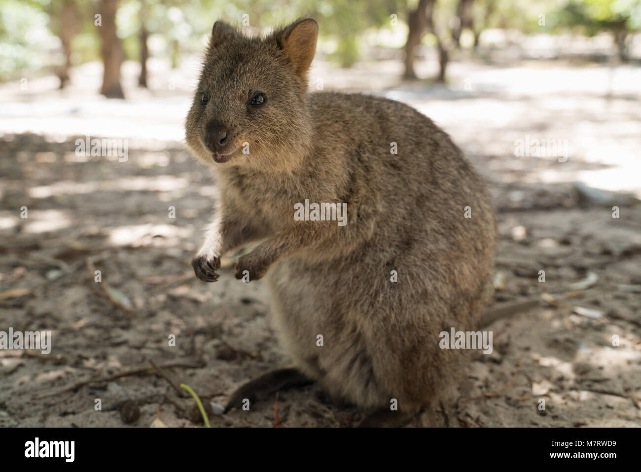 Quokka, Setonix brachyurus, image was taken on Rottnest Island, Western ...