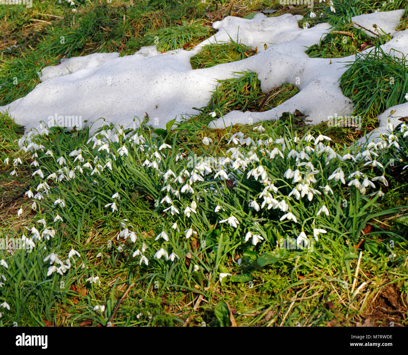 A patch of Snowdrops, Galanthus nivalis, on a roadside bank with snow ...