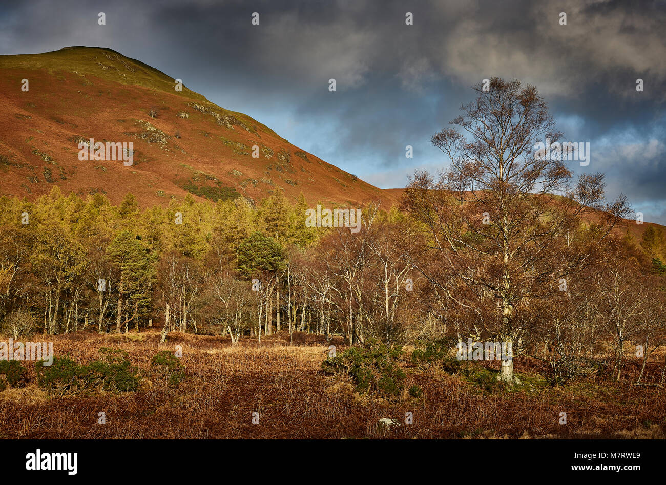 British trees hi-res stock photography and images - Alamy