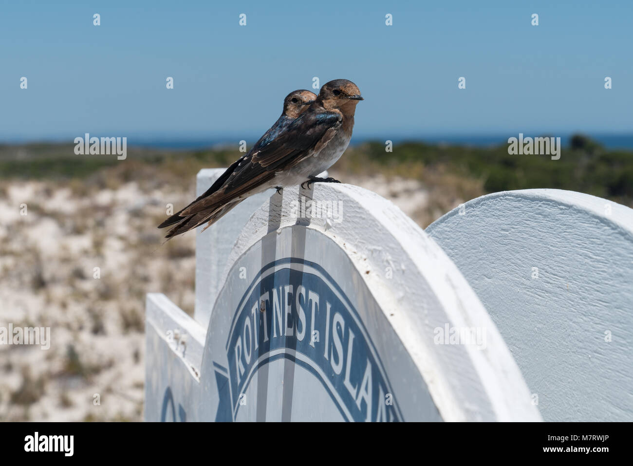 Welcome Swallow, Hirundo neoxena, image was taken on Rottnest Island ...