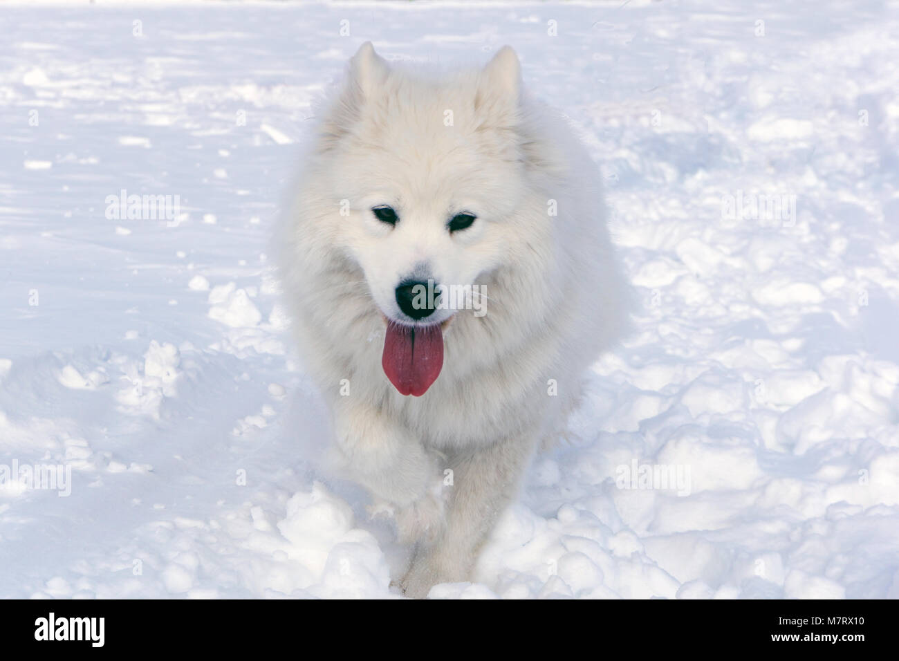 Fluffy samoyed hi-res stock photography and images - Alamy