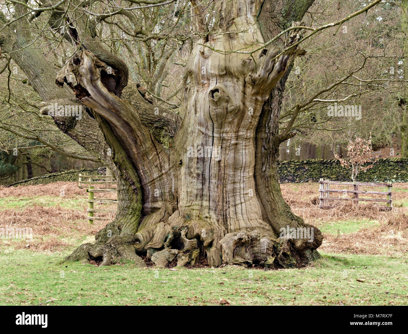 Large spreading ancient English Oak tree trunk in Bradgate Park ...