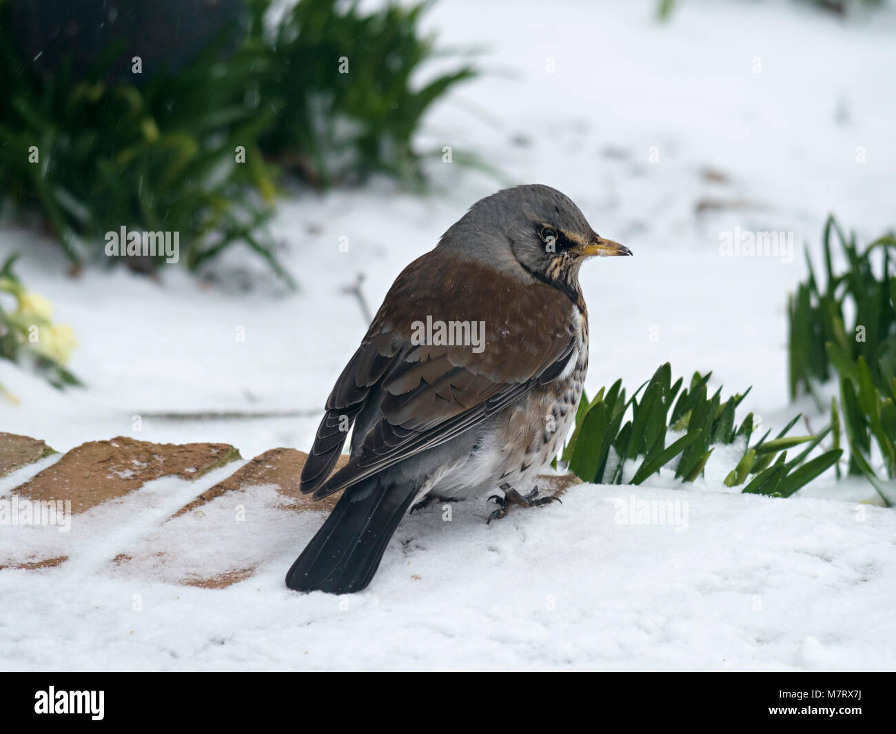 Fieldfare (Turdus pilaris) bird crouched on ground in cold Winter snow ...