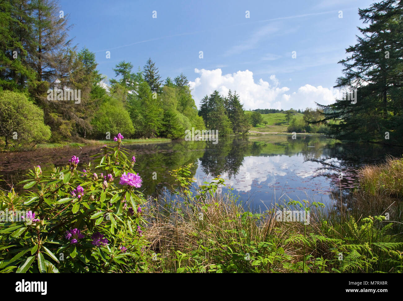 Moss Eccles Tarn Claife Heights Lake District Stock Photo - Alamy