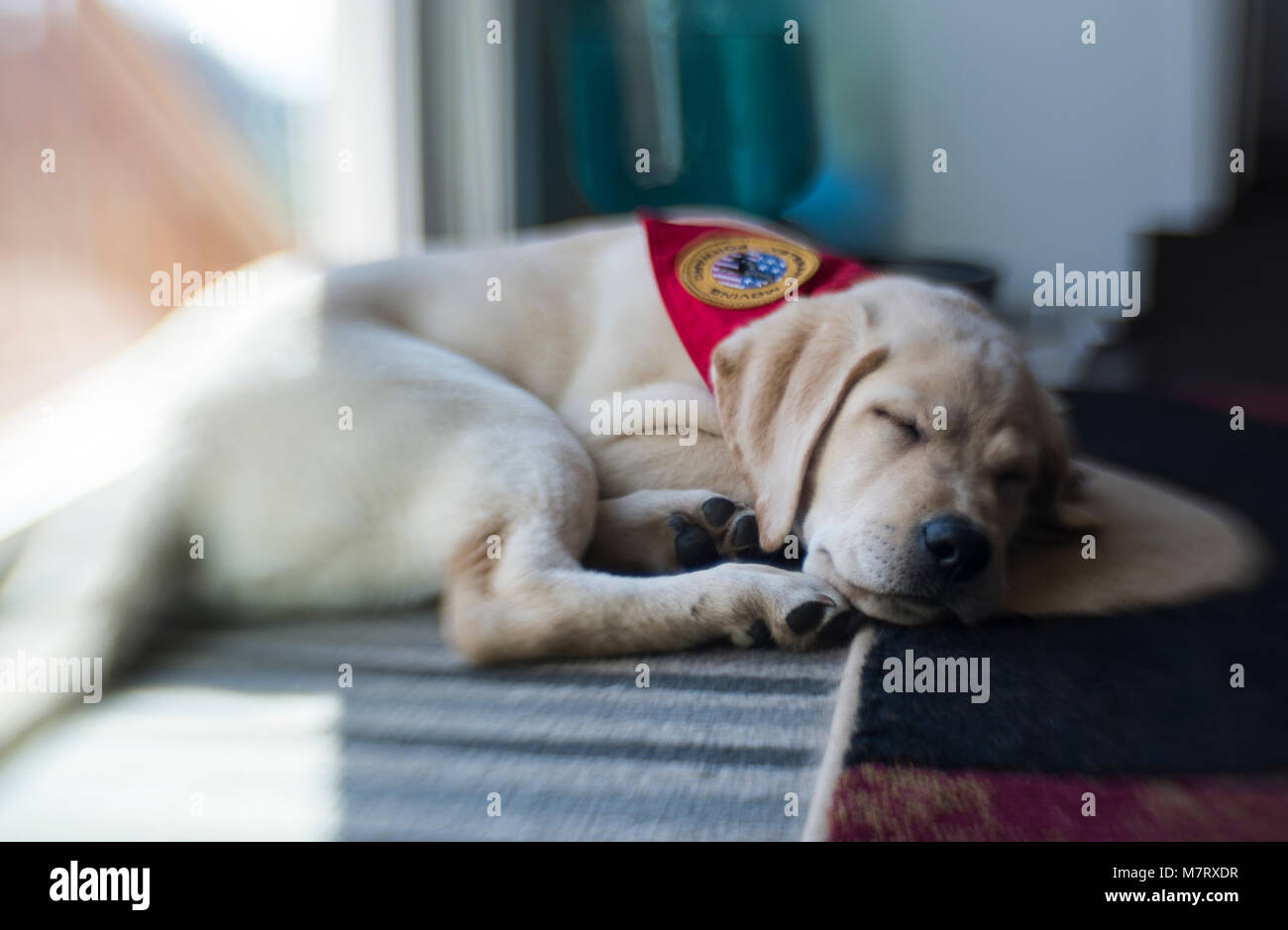 Retired guide dog hi-res stock photography and images - Alamy