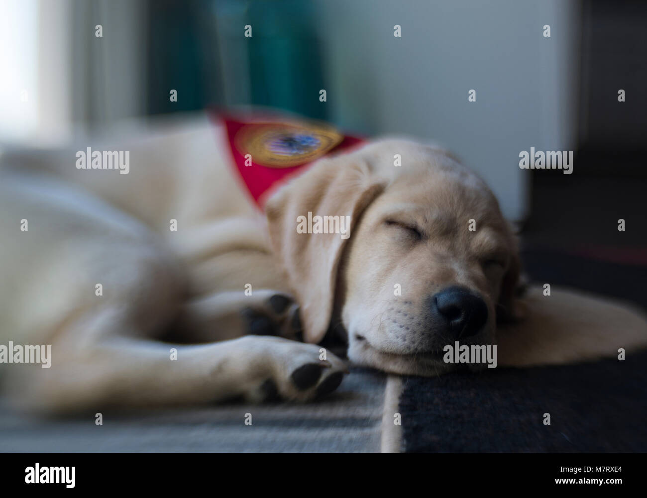 Old yellow lab hi-res stock photography and images - Alamy