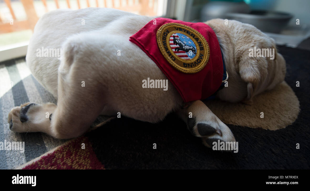 UNITED STATES:March 10, 2018: Henry a 4-month old yellow lab guide dog ...