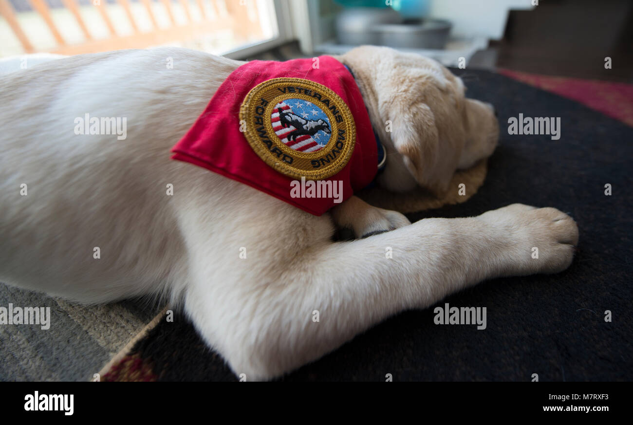 Retired guide dog hi-res stock photography and images - Alamy