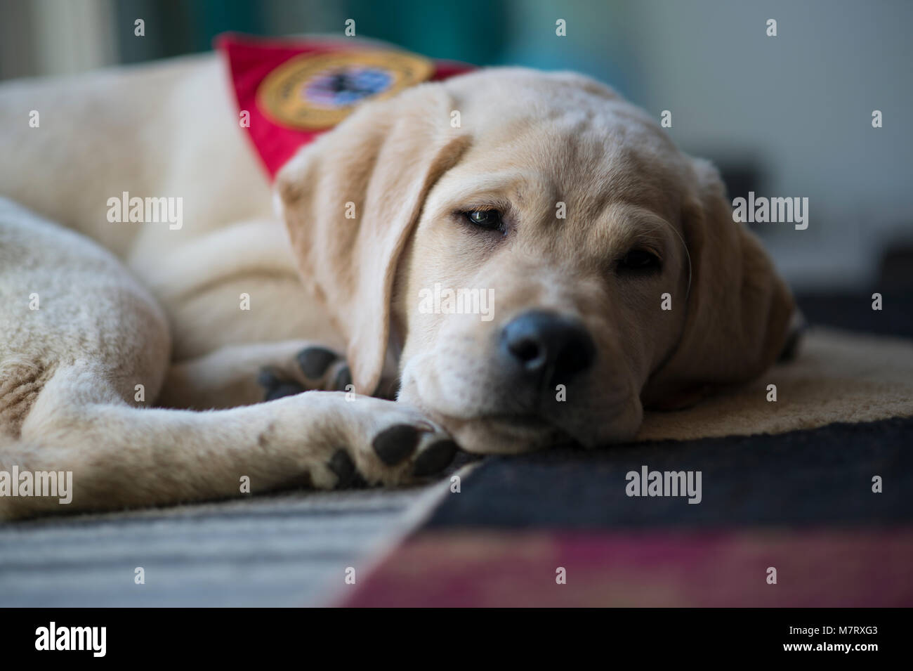 Retired guide dog hi-res stock photography and images - Alamy