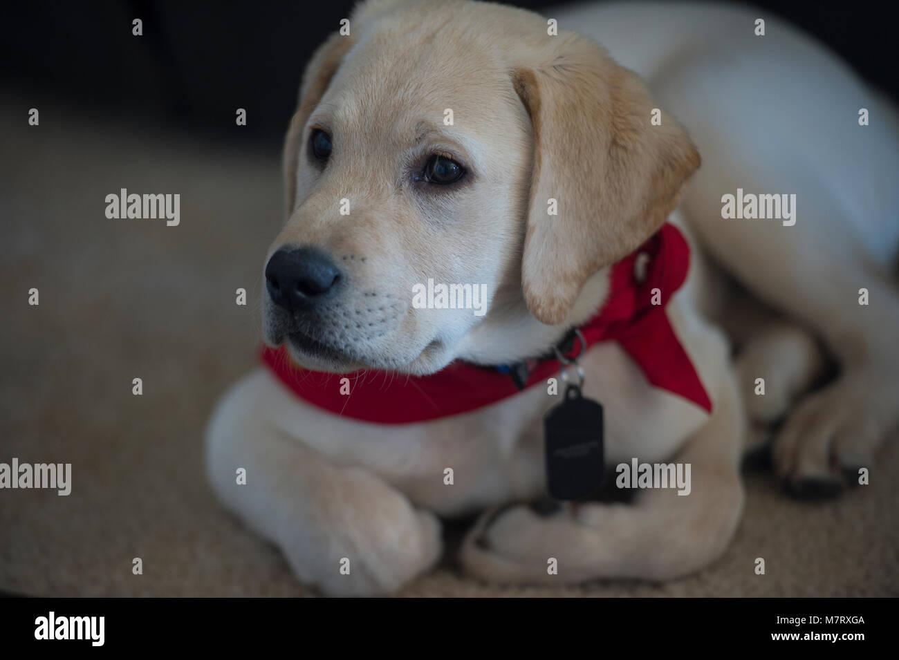 UNITED STATES:March 10, 2018: Henry a 4-month old yellow lab guide dog ...