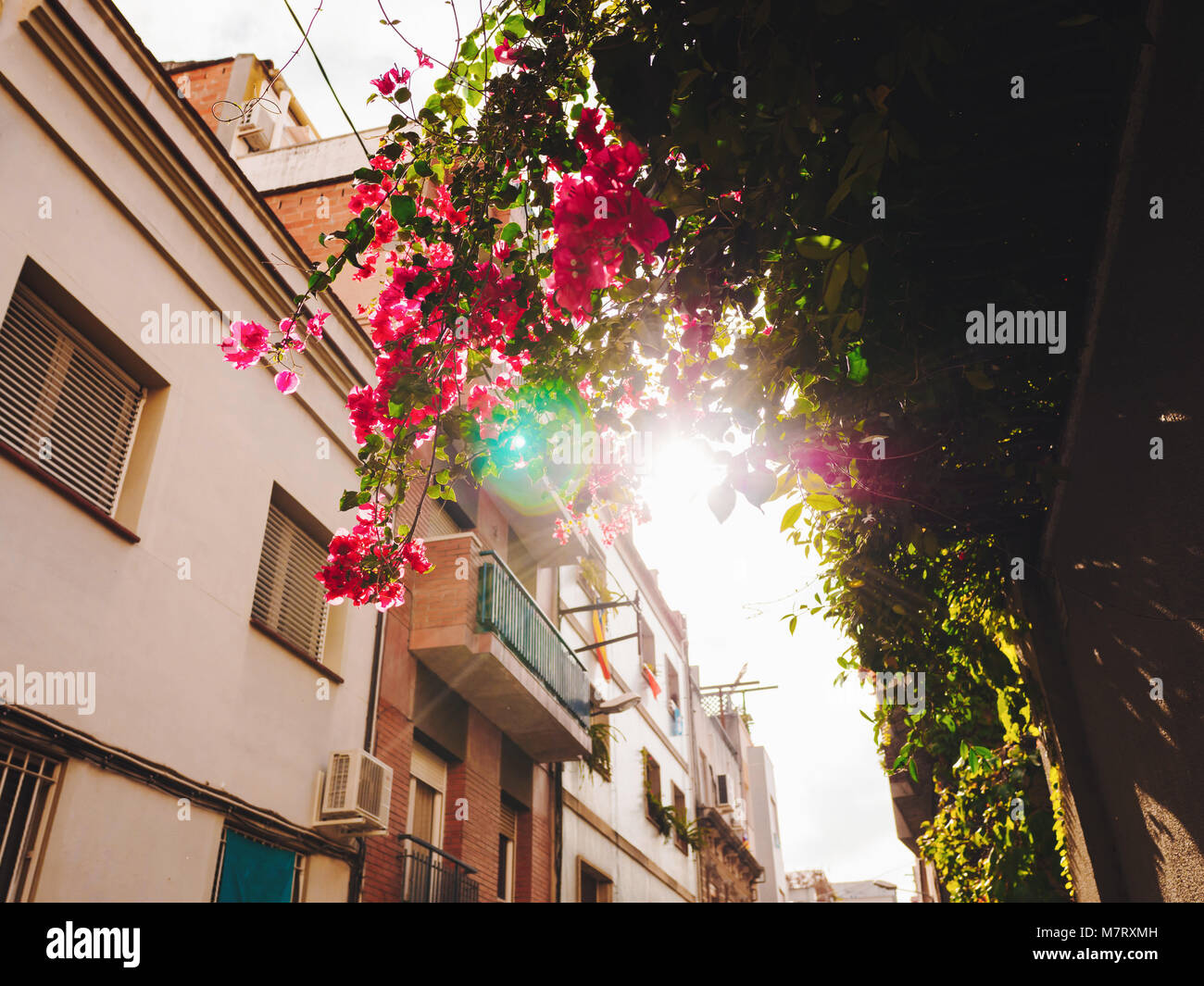 Beautiful tree with pink flowers - Bougainvillea in old european city ...