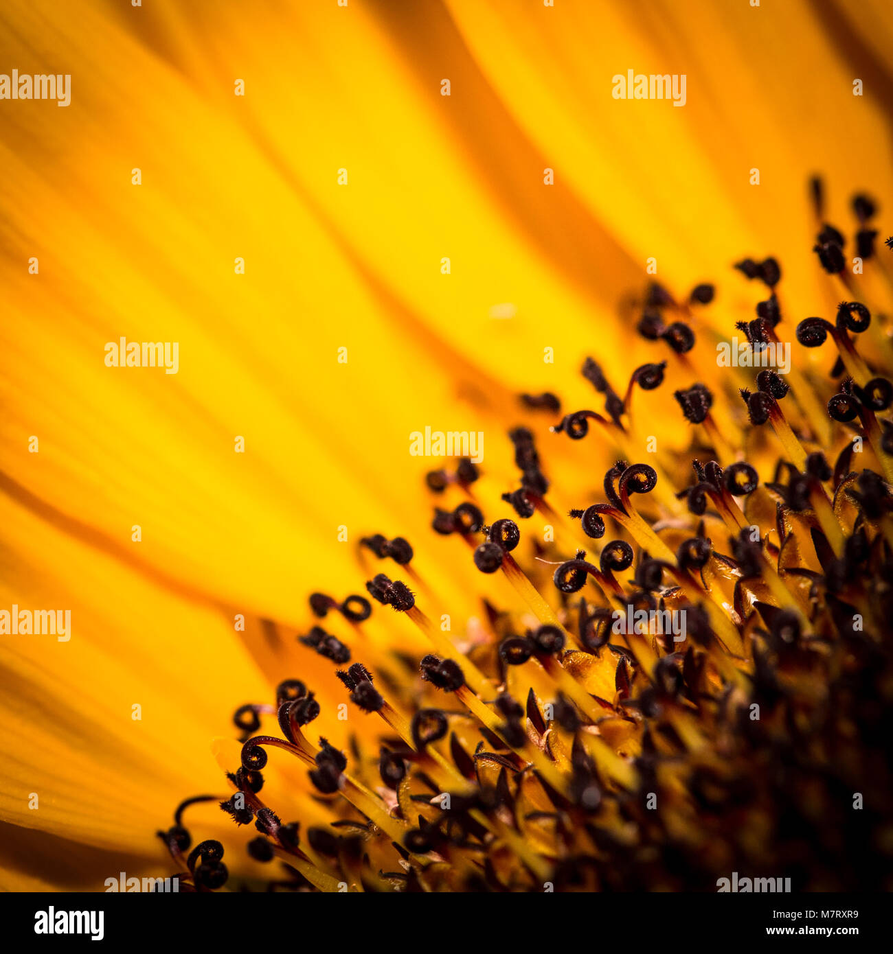 Macro photograph study of a Sunflower Stock Photo - Alamy