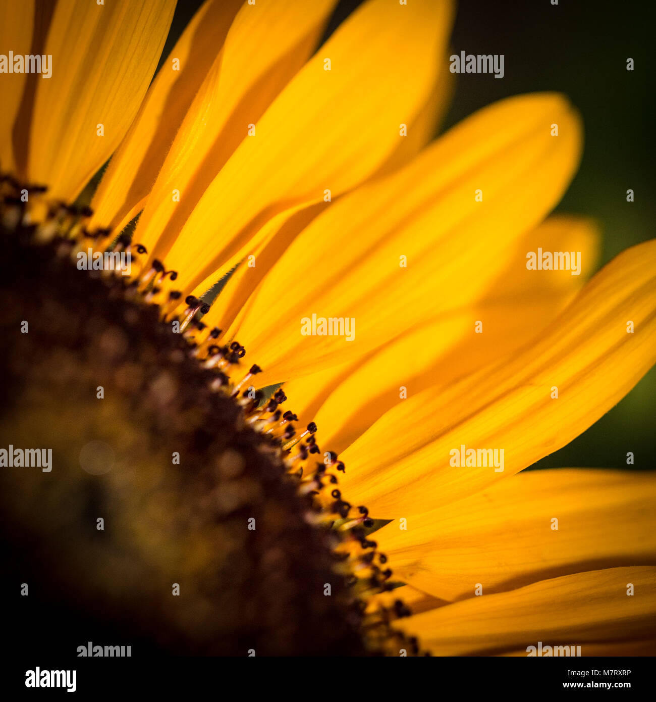 Macro photograph study of a Sunflower Stock Photo - Alamy