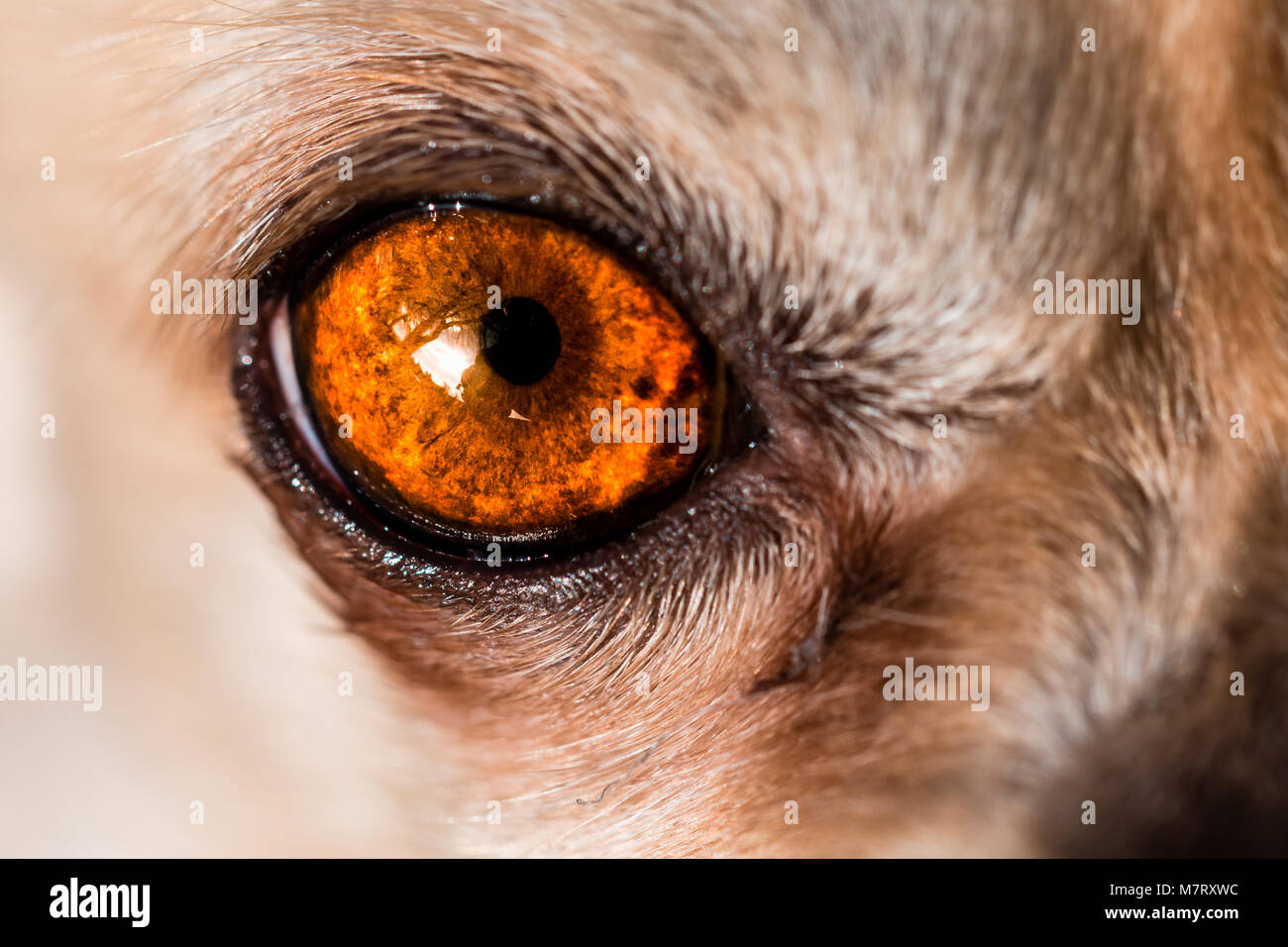 Beautiful big red eye of wild animal, high detail. Fur around, many ...