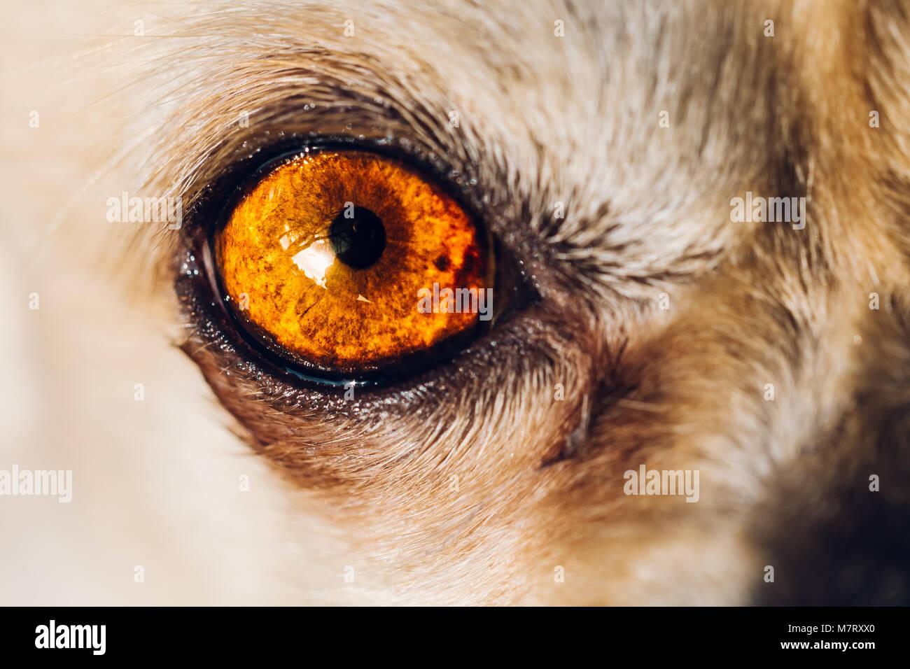 Beautiful big red eye of wild animal, high detail. Fur around, many ...