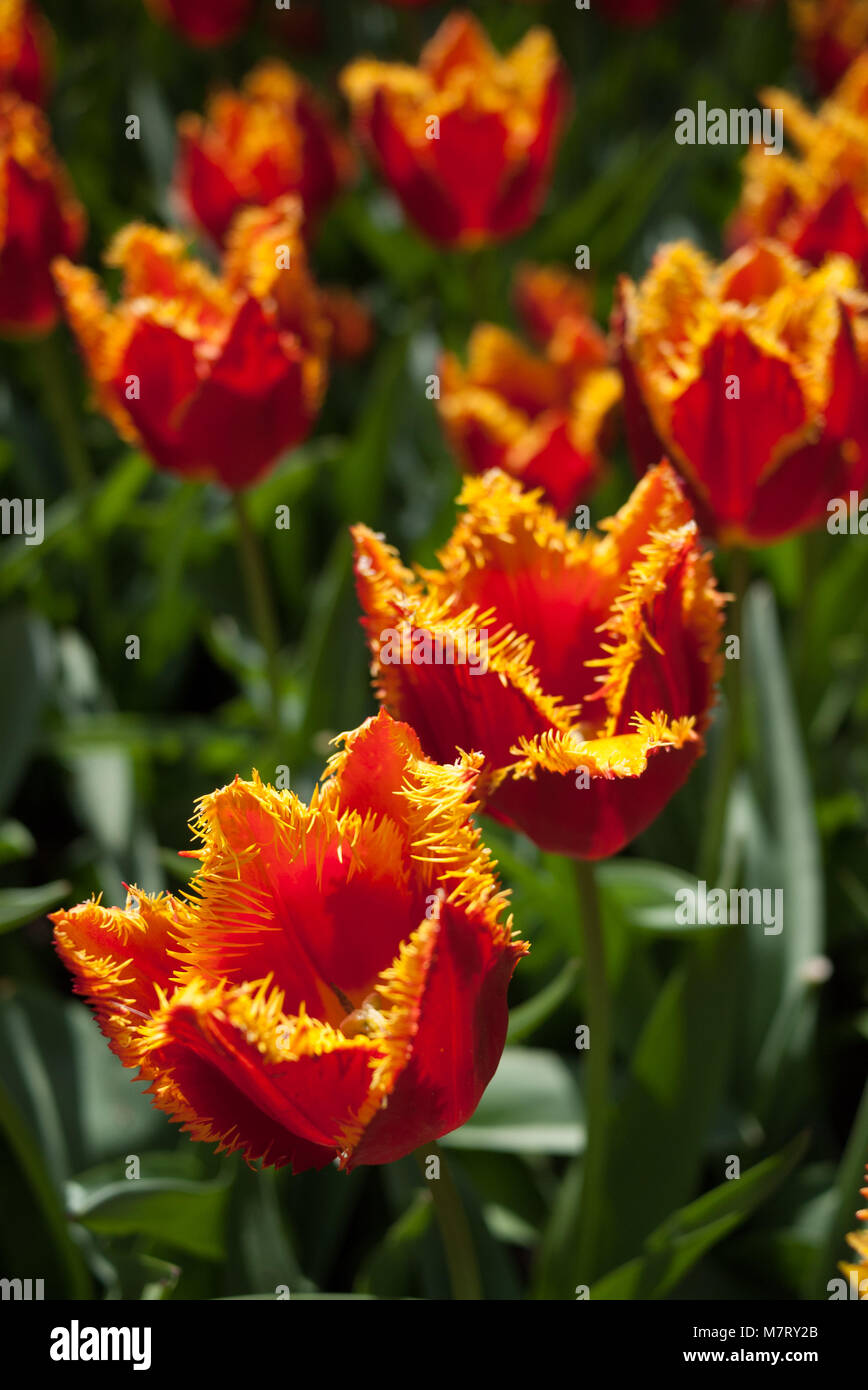 Bright Orange Red Tulips Orange Flowers With Photos | BBC Gardeners