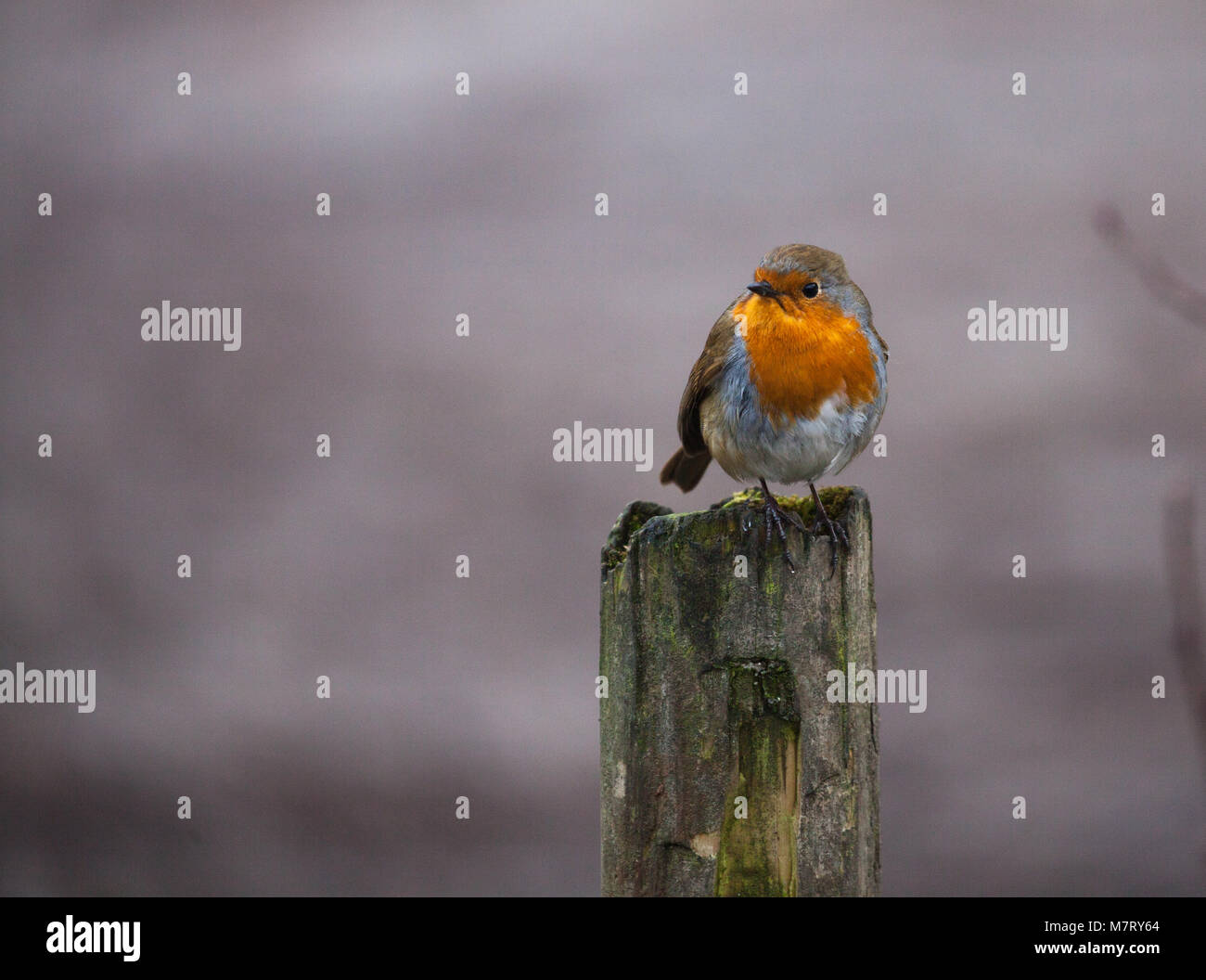 Robin red brest on fence post Stock Photo - Alamy