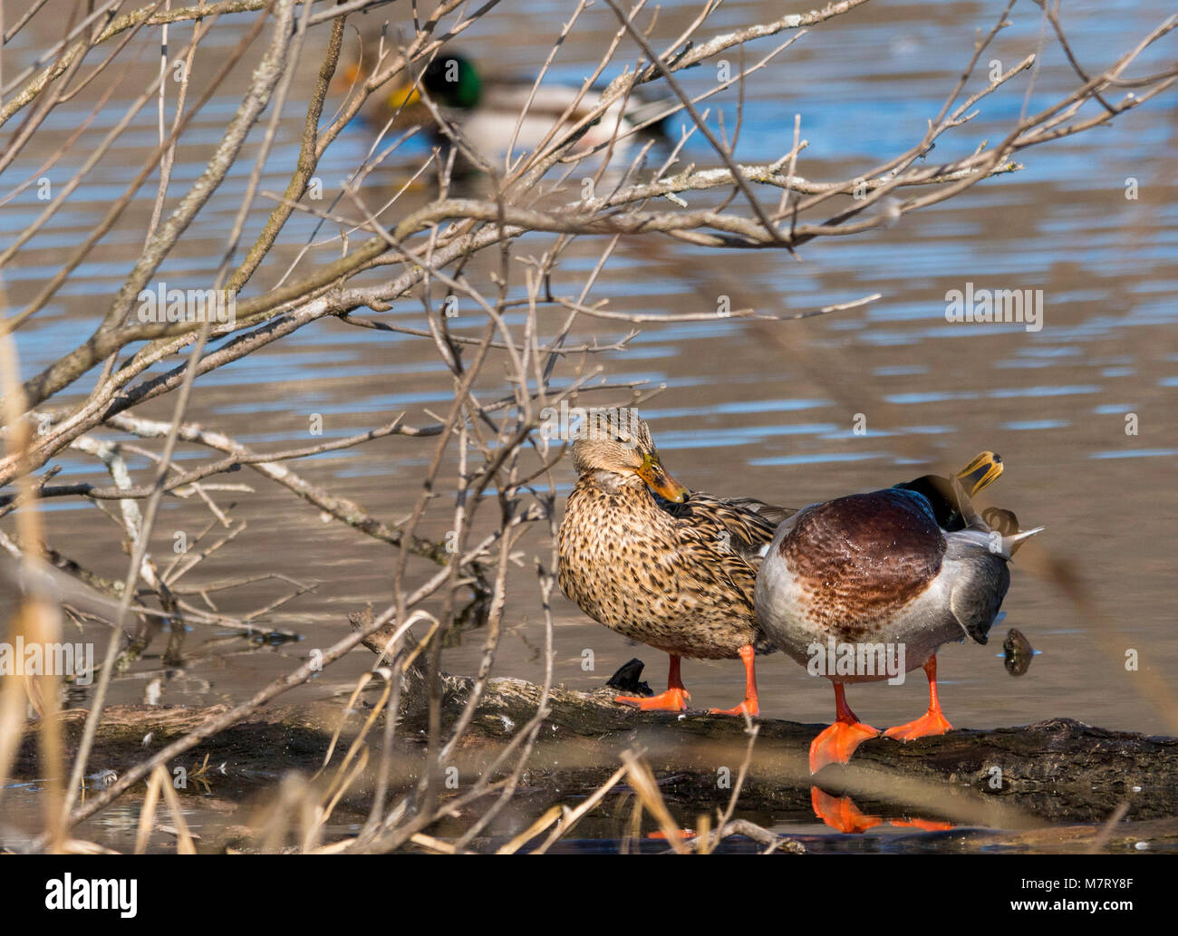 Mallard Ducks, spring is close Stock Photo - Alamy