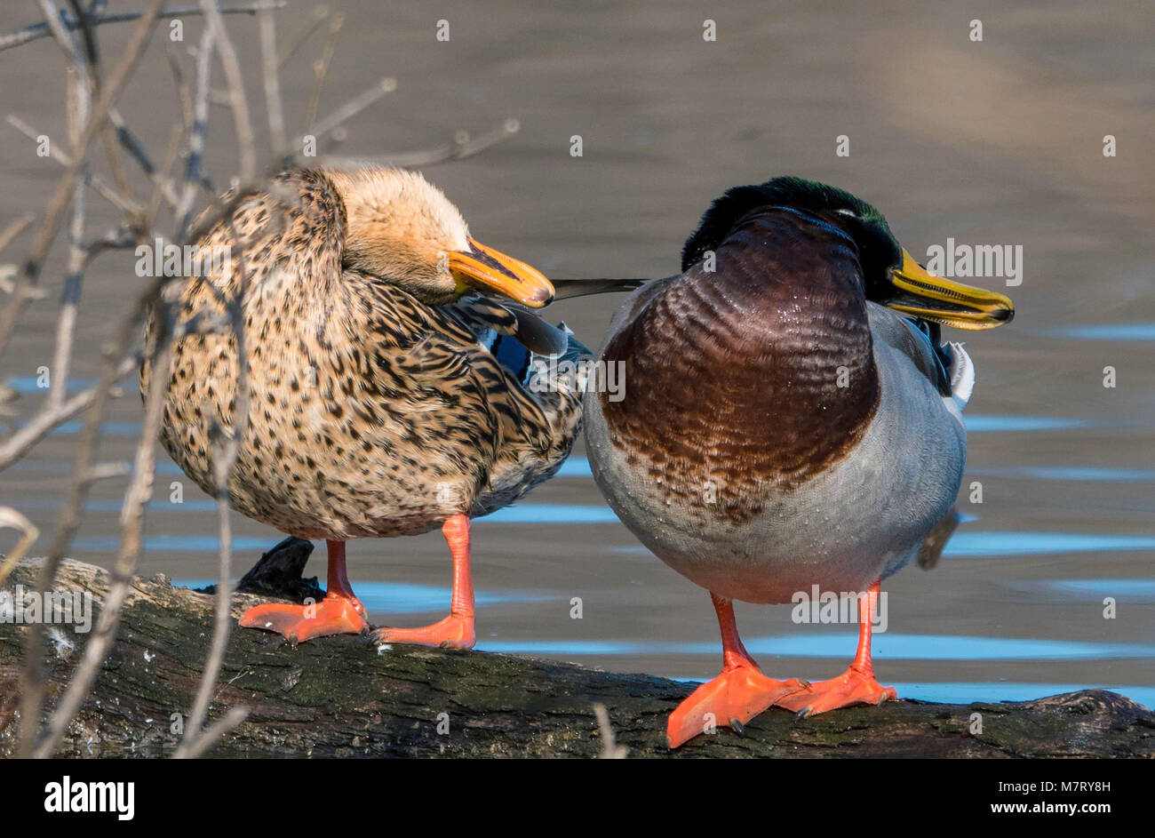 Mallard Ducks, spring is close Stock Photo - Alamy