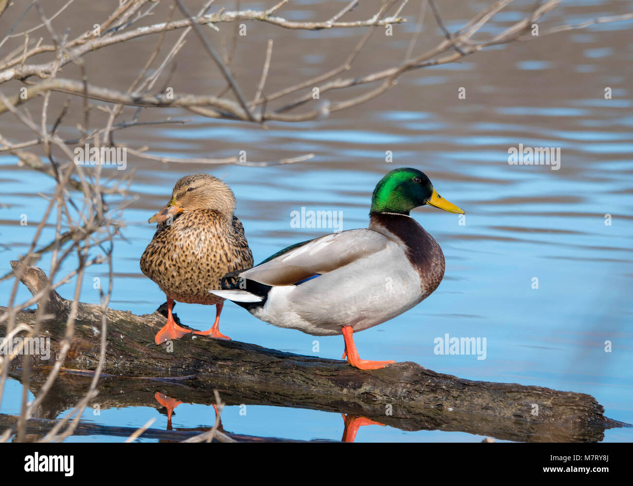 Mallard Ducks, spring is close Stock Photo - Alamy
